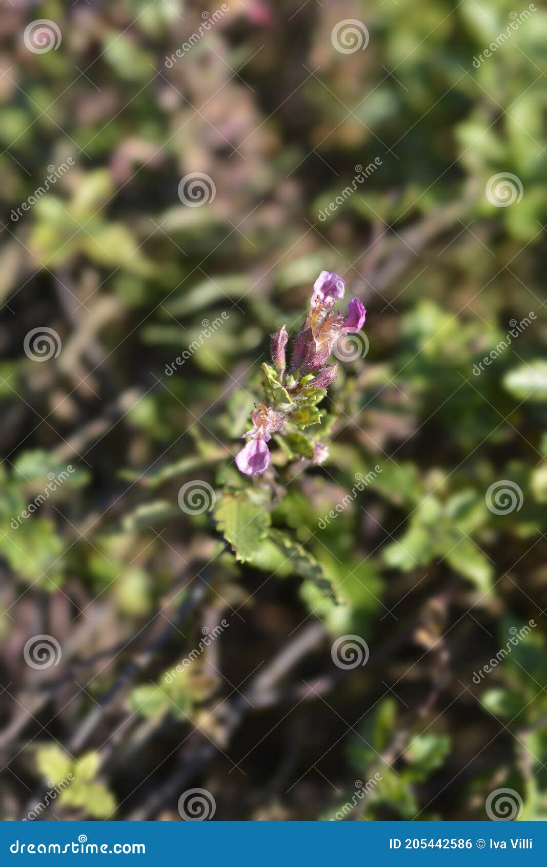 Common germander stock photo. Image of germander, nature - 205442586