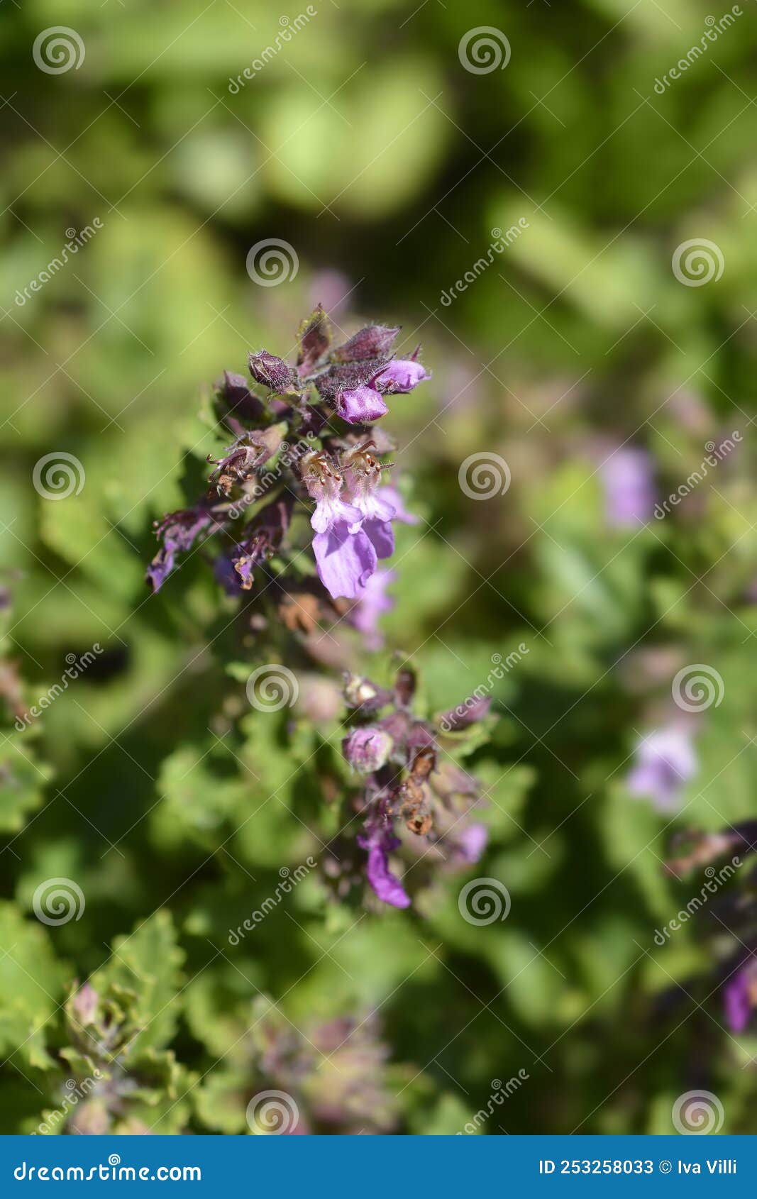 Common germander stock image. Image of germander, wild - 253258033