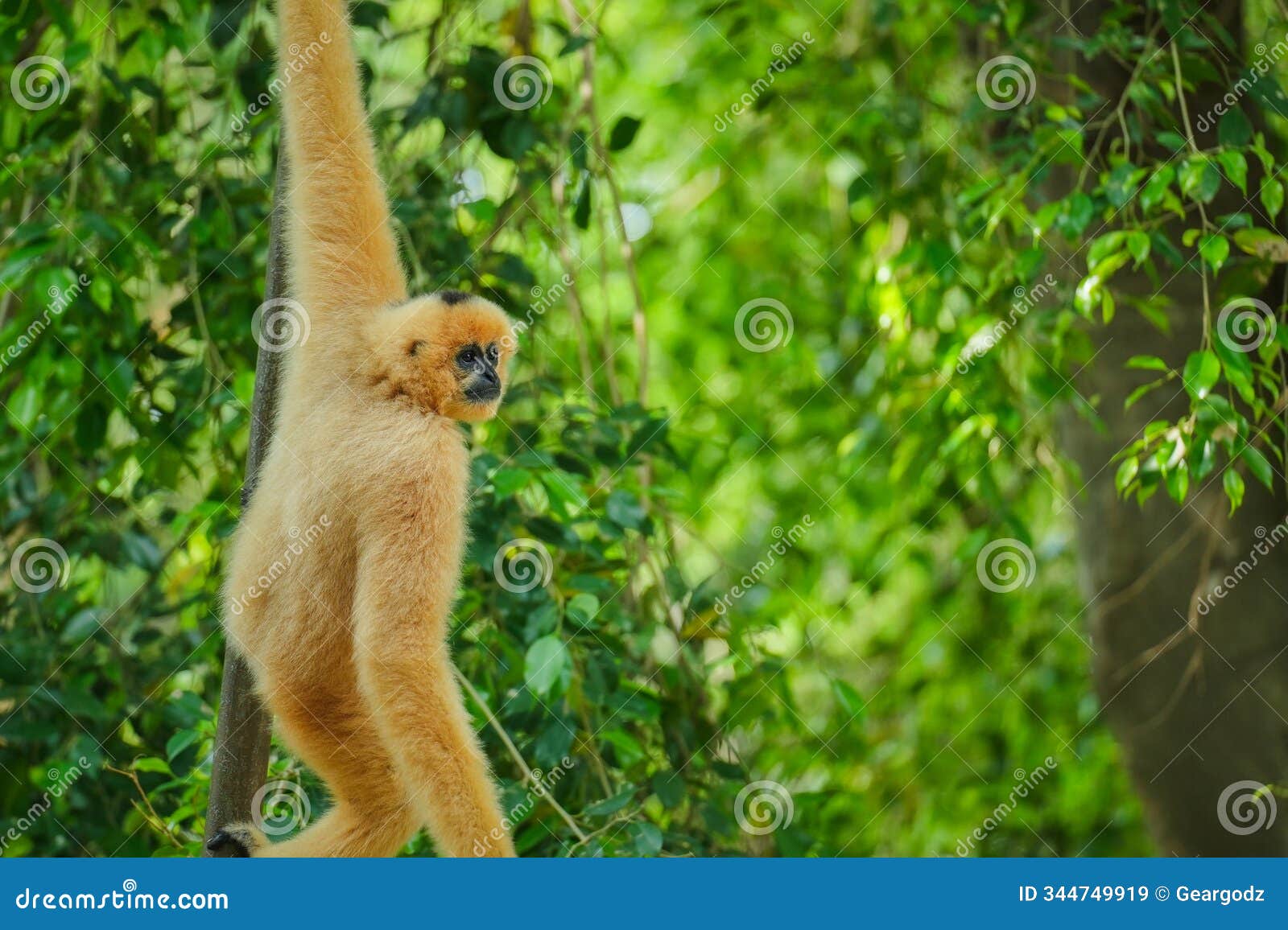 Common Gibbon or White-handed Gibbon on Tree Stock Image - Image of ...