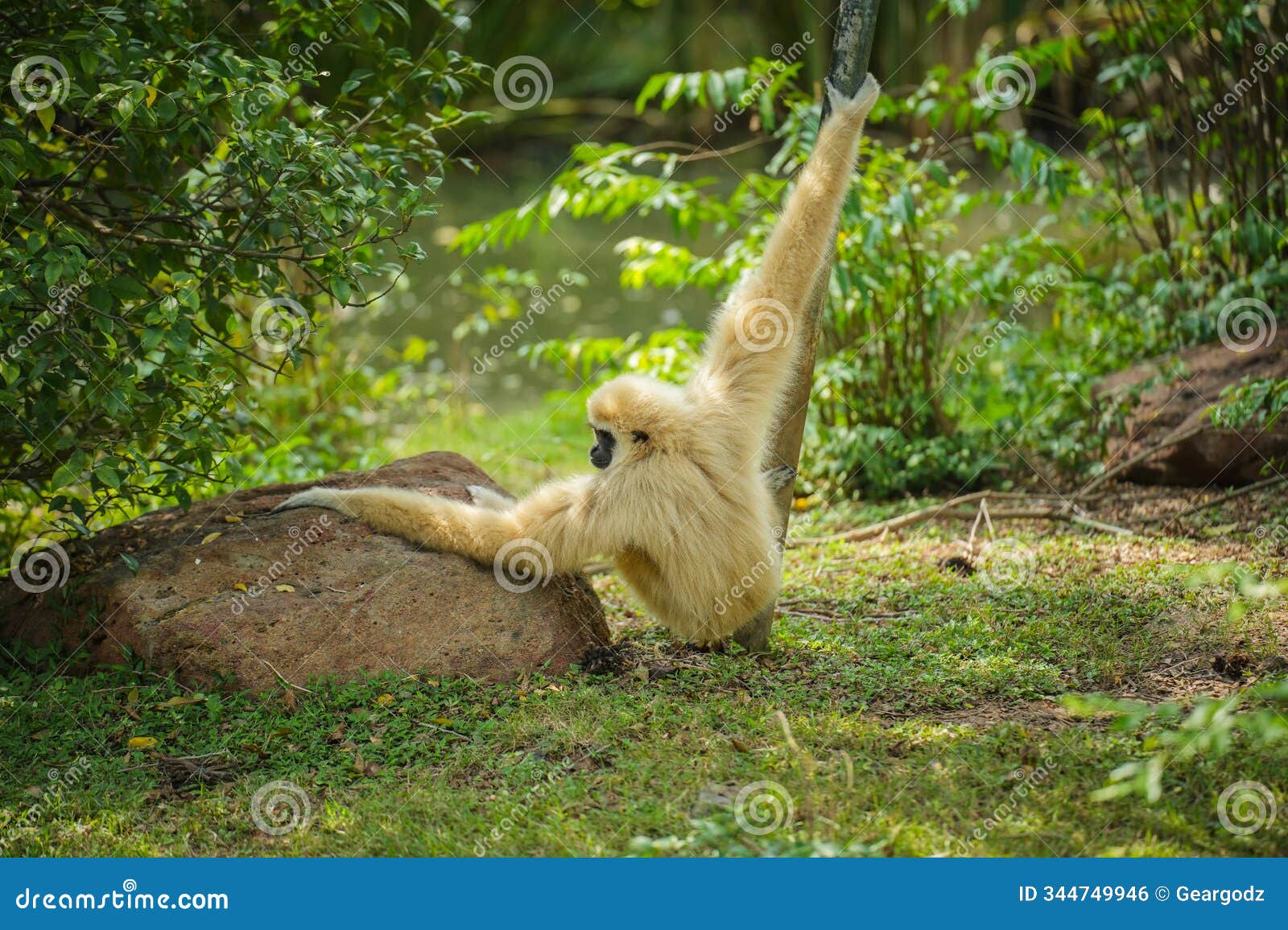 Common Gibbon or White-handed Gibbon on Tree Stock Photo - Image of ...