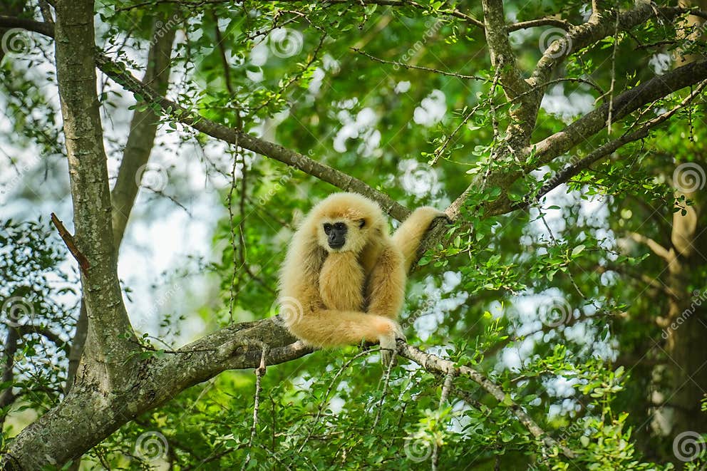 Common Gibbon or White-handed Gibbon on Tree Stock Photo - Image of ...