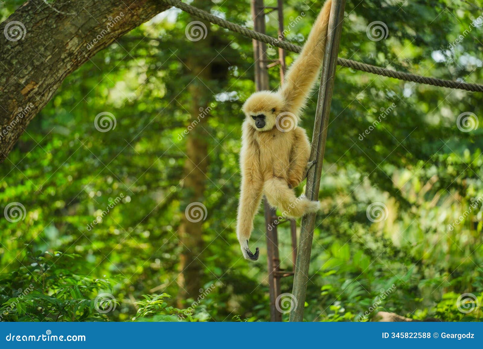 Common Gibbon or White-handed Gibbon on Tree Stock Photo - Image of ...