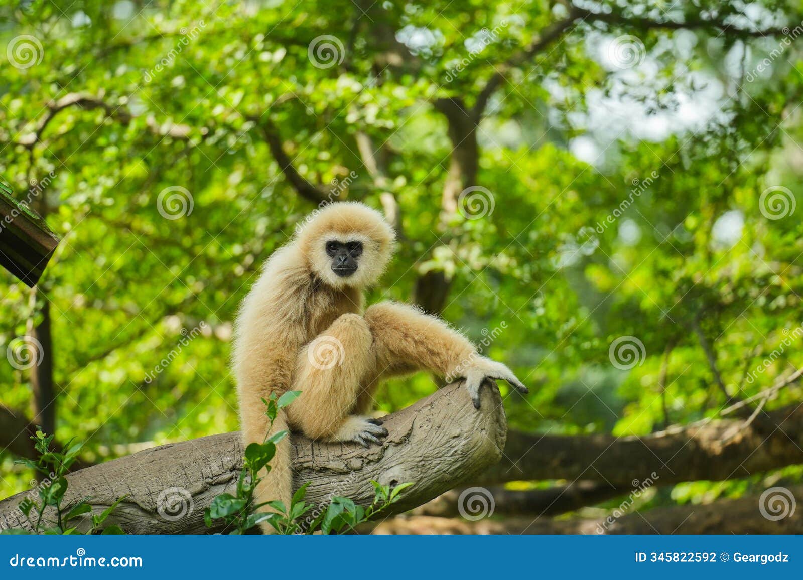 Common Gibbon or White-handed Gibbon on Tree Stock Photo - Image of ...