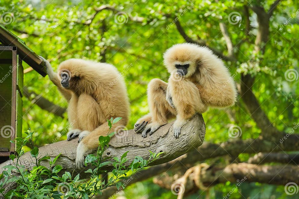 Common Gibbon or White-handed Gibbon on Tree Stock Image - Image of ...
