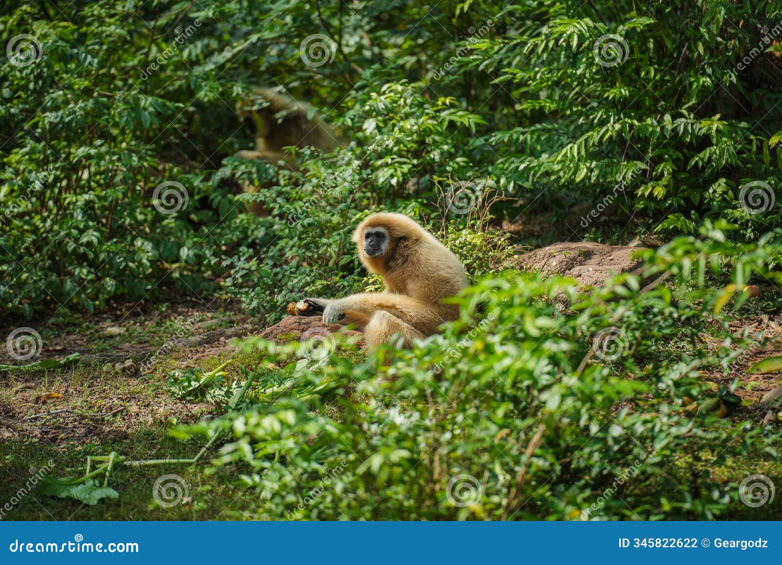 Common Gibbon or White-handed Gibbon on Tree Stock Photo - Image of ...