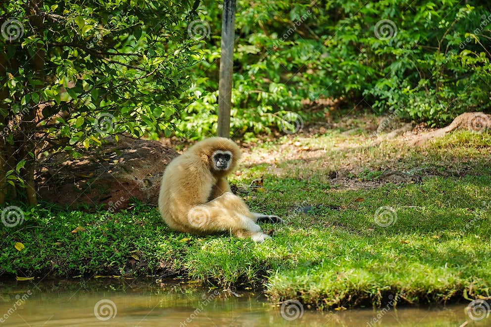 Common Gibbon or White-handed Gibbon on Tree Stock Image - Image of ...