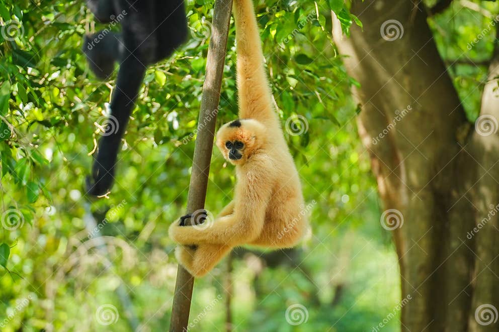 Common Gibbon or White-handed Gibbon on Tree Stock Image - Image of ...