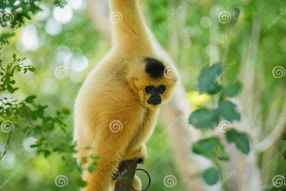 Common Gibbon or White-handed Gibbon on Tree Stock Photo - Image of ...