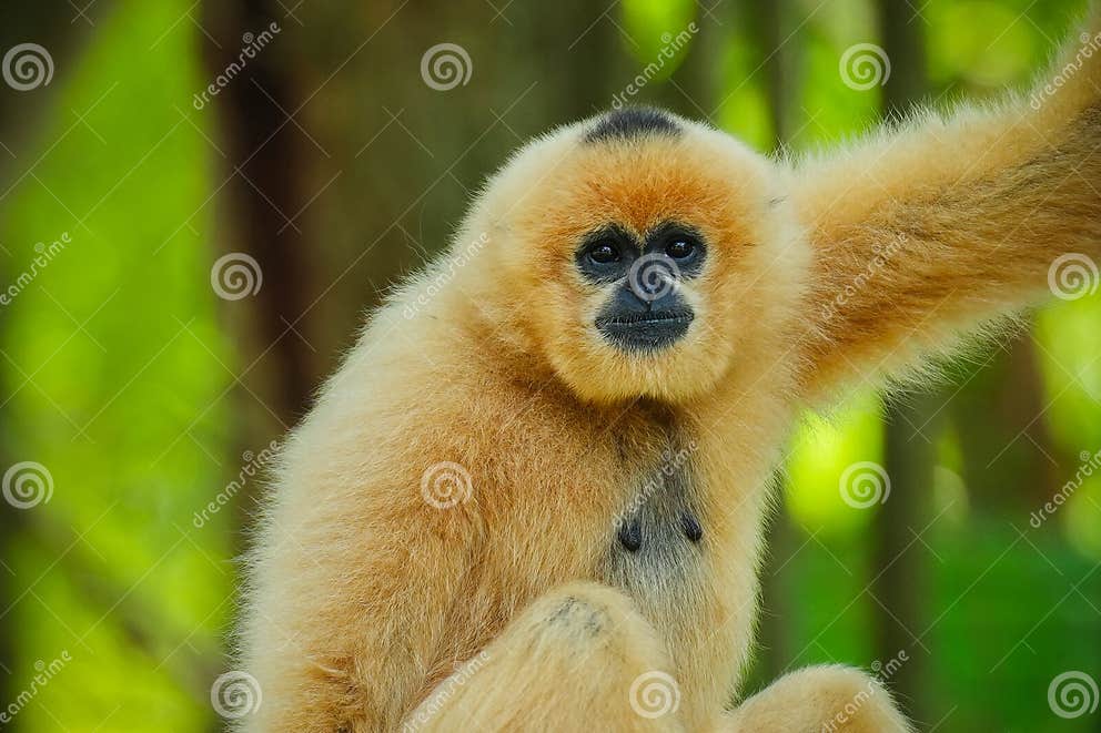 Common Gibbon or White-handed Gibbon on Tree Stock Photo - Image of ...
