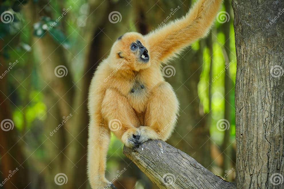 Common Gibbon or White-handed Gibbon on Tree Stock Image - Image of ...