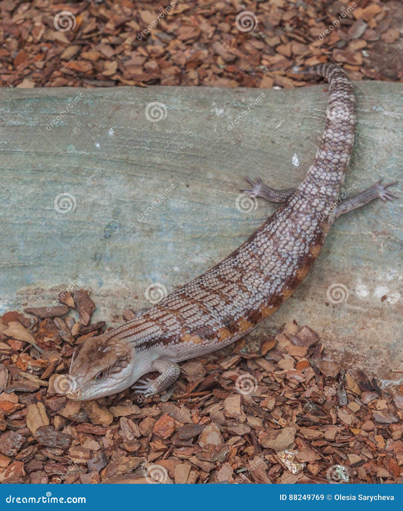 Common Gigantic Lizard Tiliqua Scincoides of Plate-tailed Lizard Stock ...
