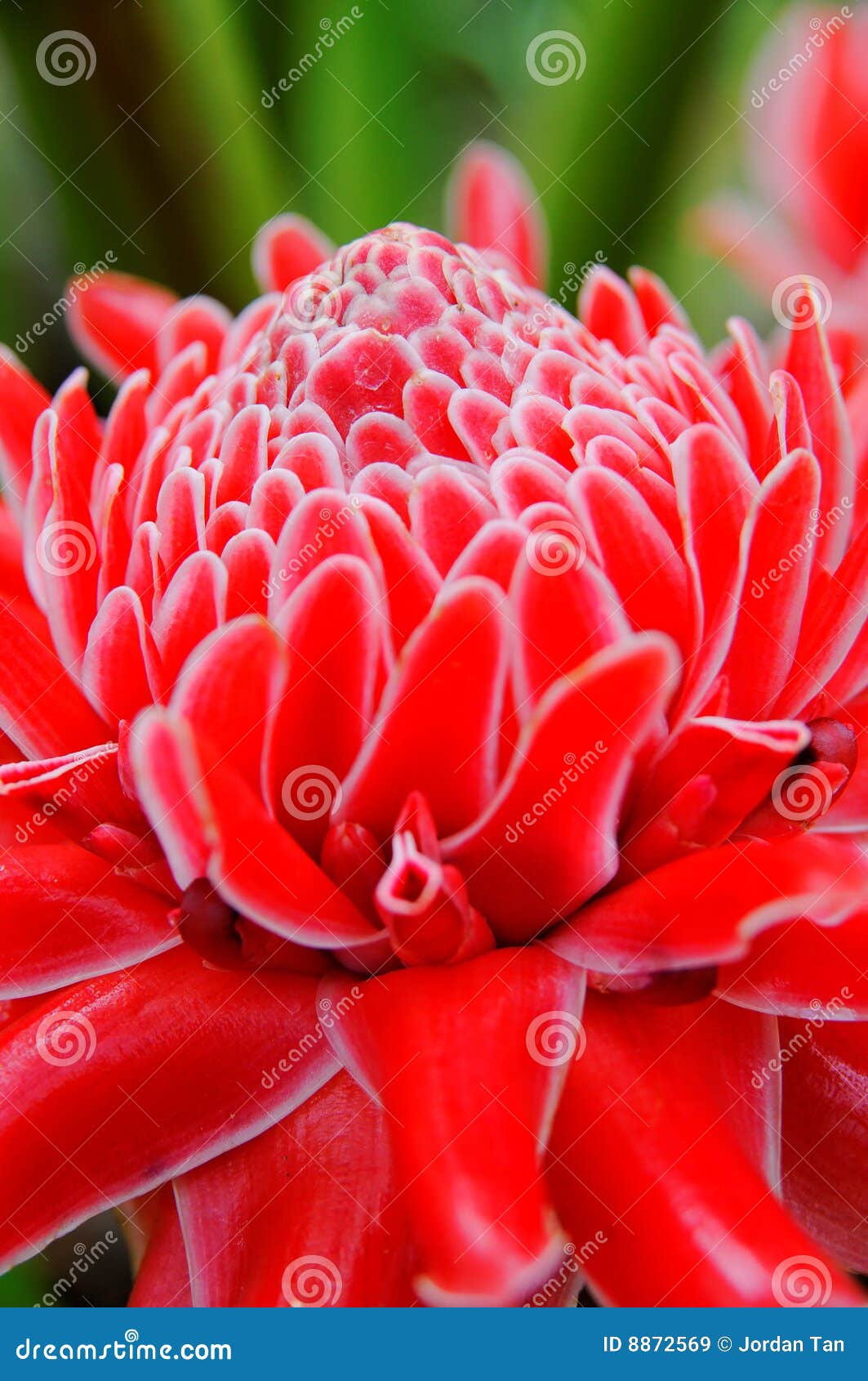 Common ginger flower stock image. Image of petal, plant - 8872569