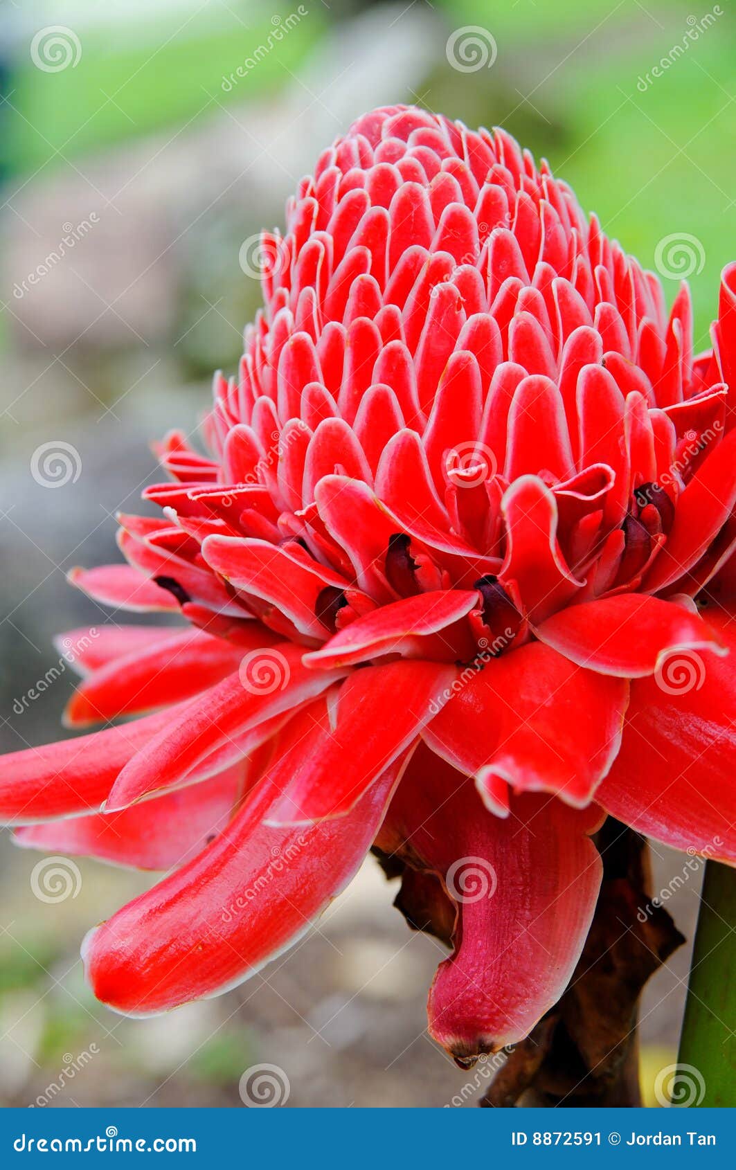 Common ginger flower stock image. Image of macro, plant - 8872591