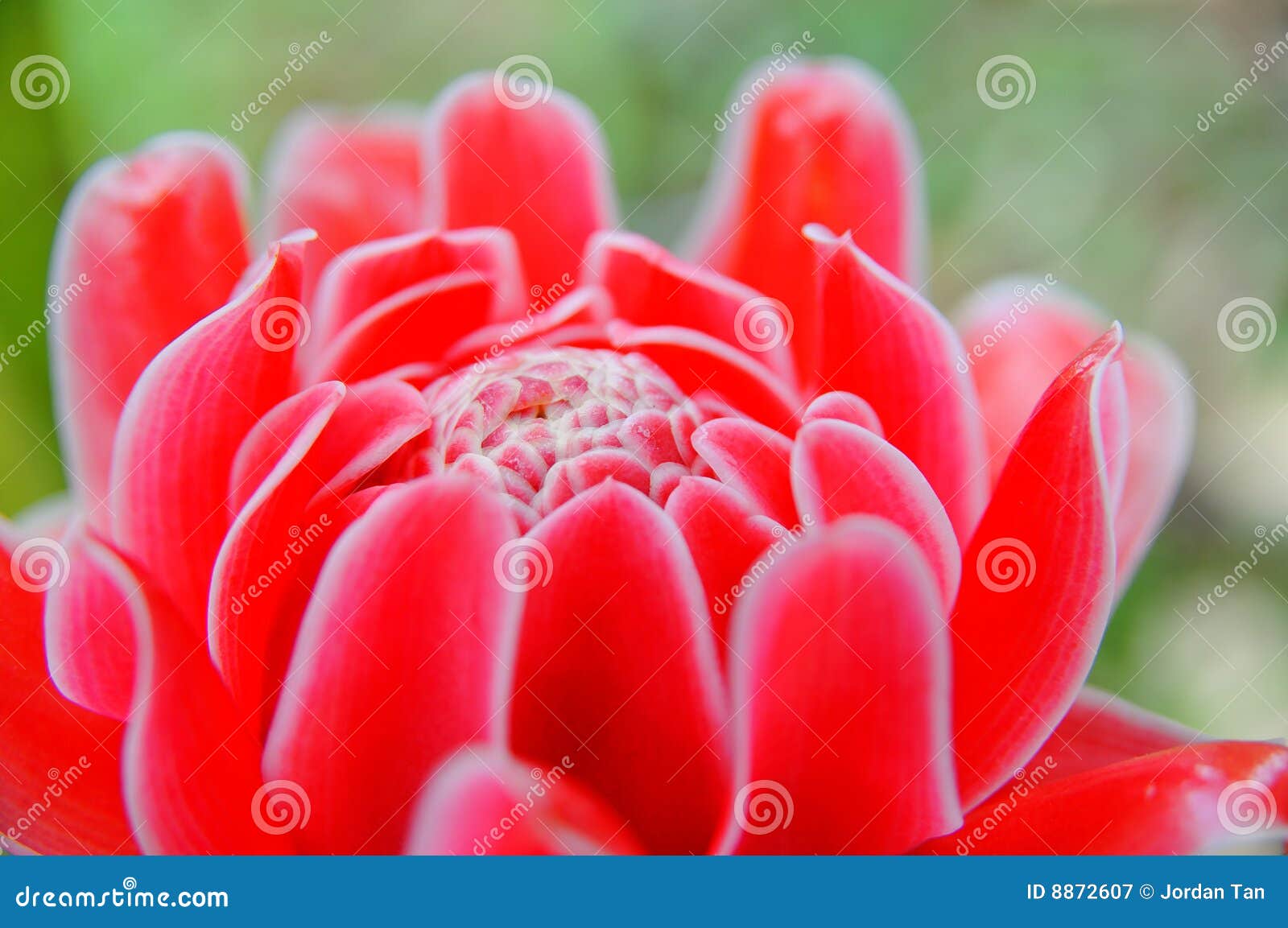 Common ginger flower stock image. Image of common, beautiful - 8872607