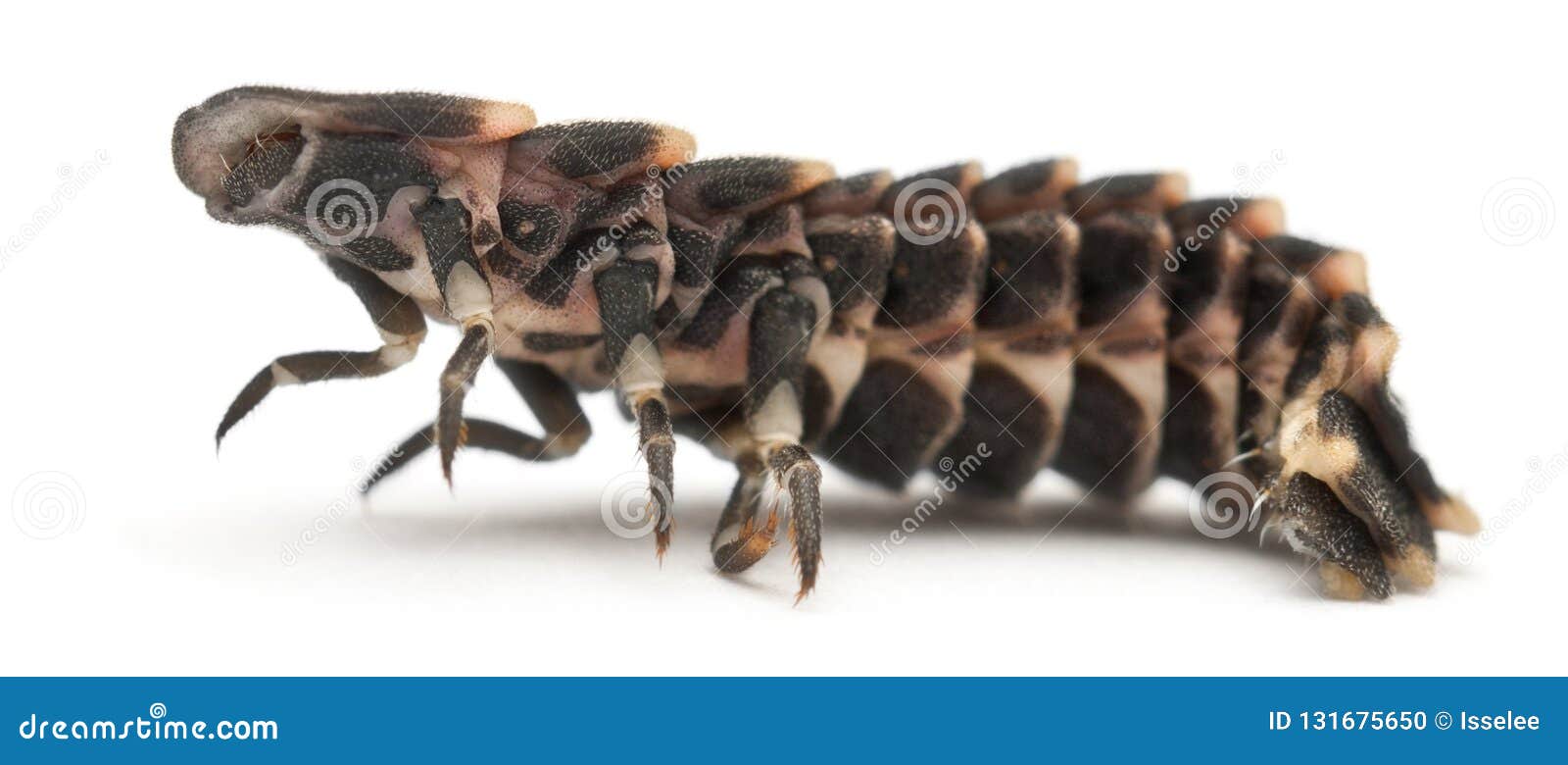 Common Glow-worm of Europe, Lampyris Noctiluca Stock Photo - Image of ...