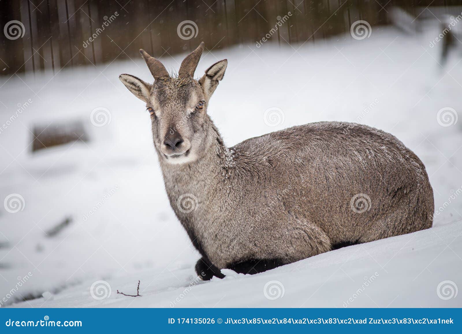 Common Goat Portrait in Winter Stock Photo - Image of farm, agriculture ...