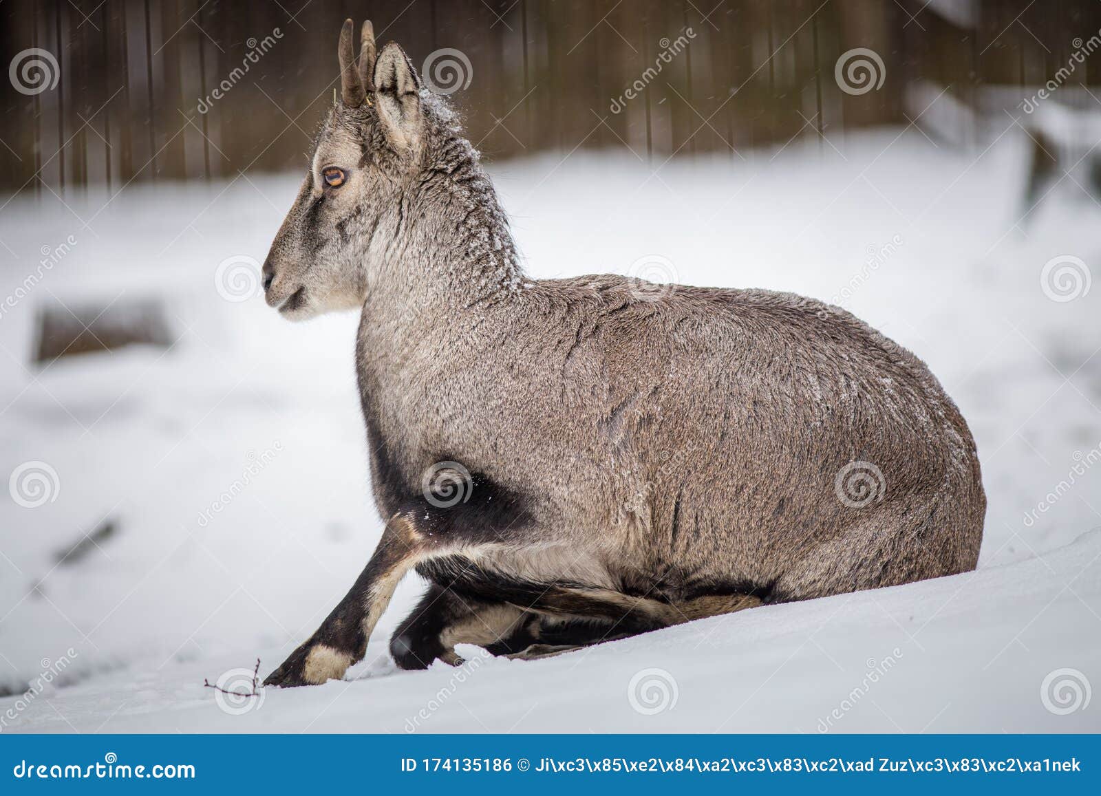 Common Goat Portrait in Winter Stock Photo - Image of farm, background ...