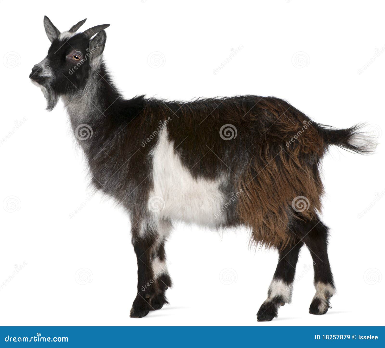 1,648 Goat Side View Stock Photos - Free & Royalty-Free Stock Photos ...