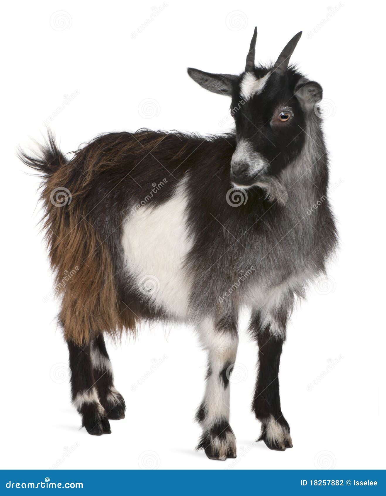 Common Goat from the West of France Stock Photo - Image of france, cute ...