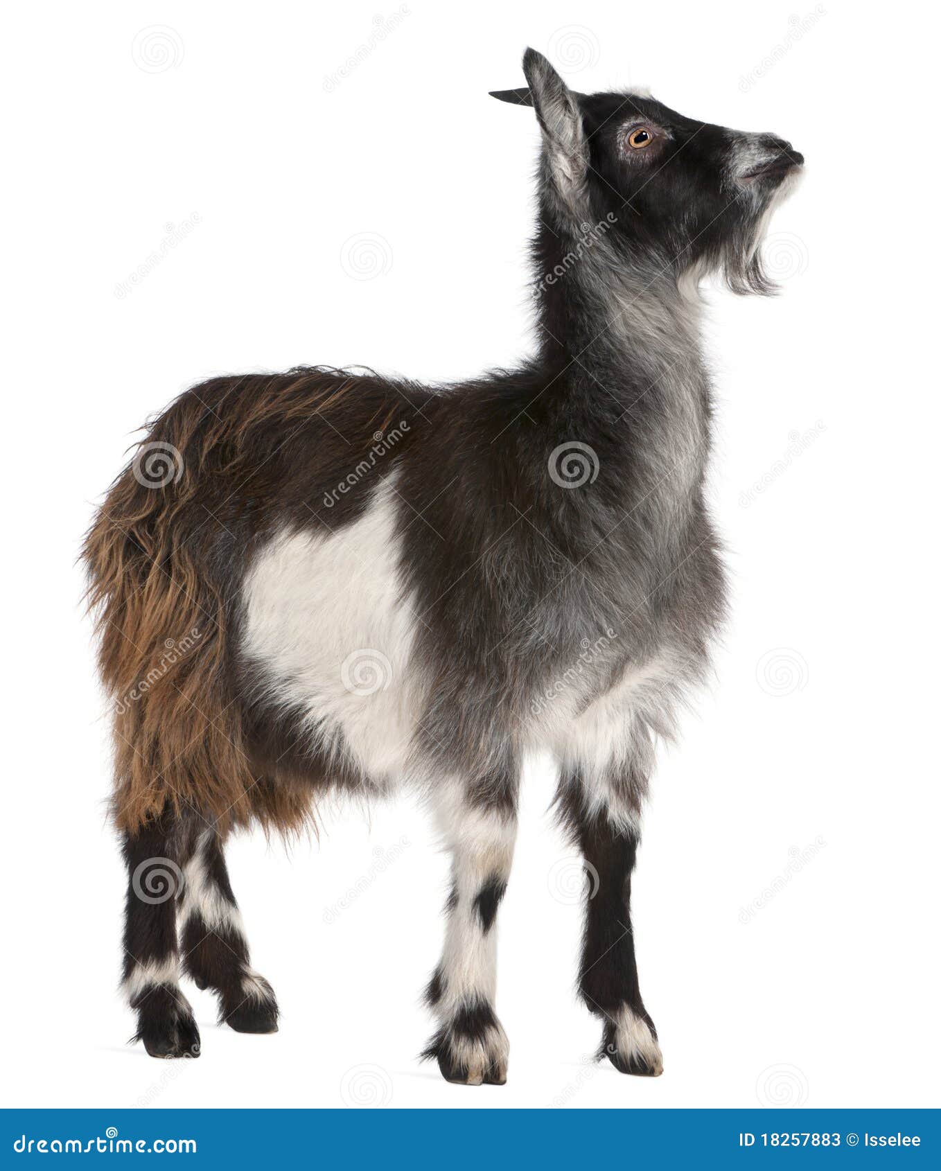 Common Goat From The West Of France Stock Image - Image of hircus ...