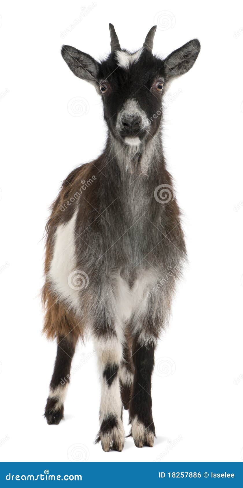 Common Goat From The West Of France Stock Photo - Image of furry, capra ...