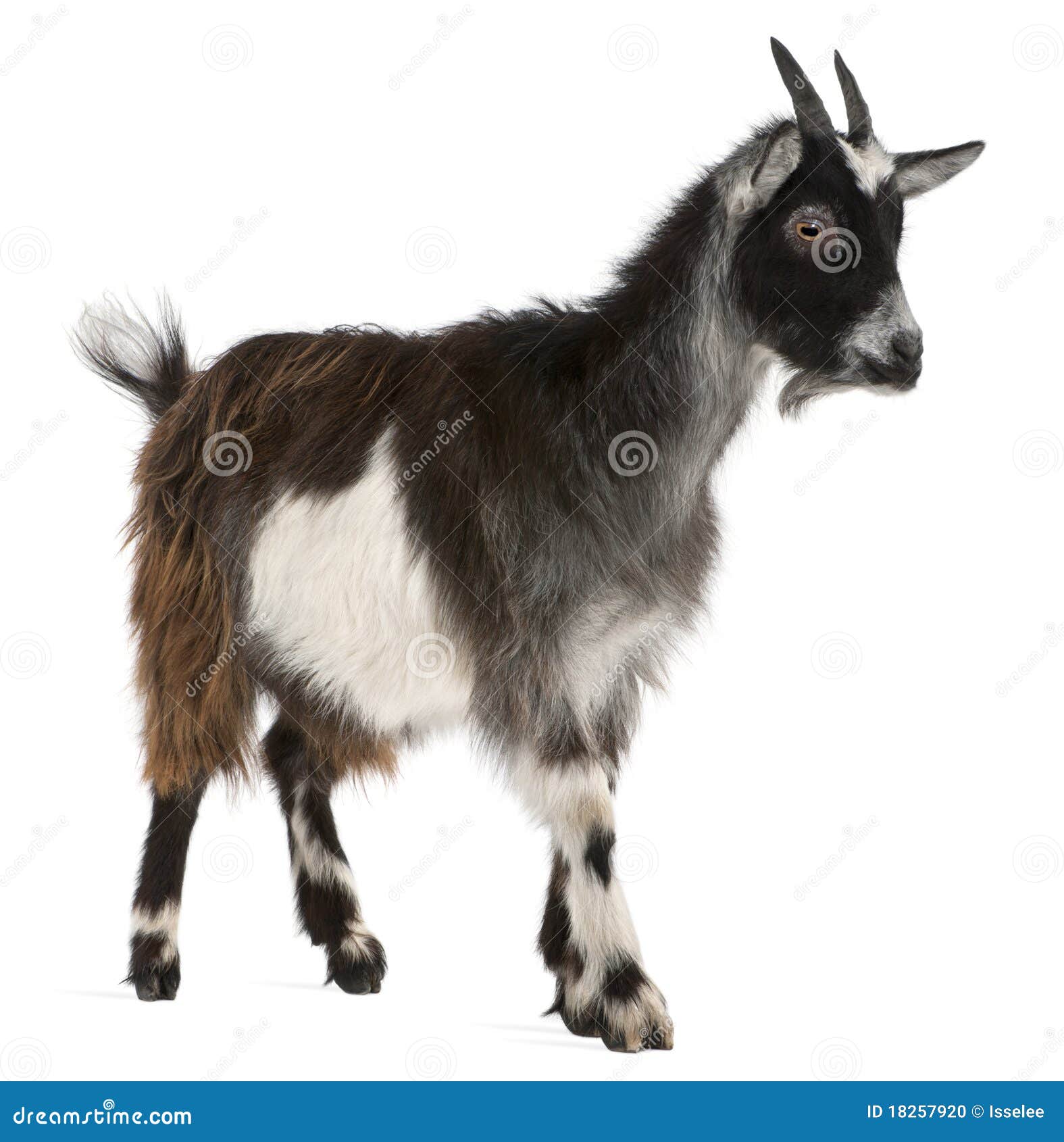 Common Goat from the West of France Stock Photo - Image of full, furry ...