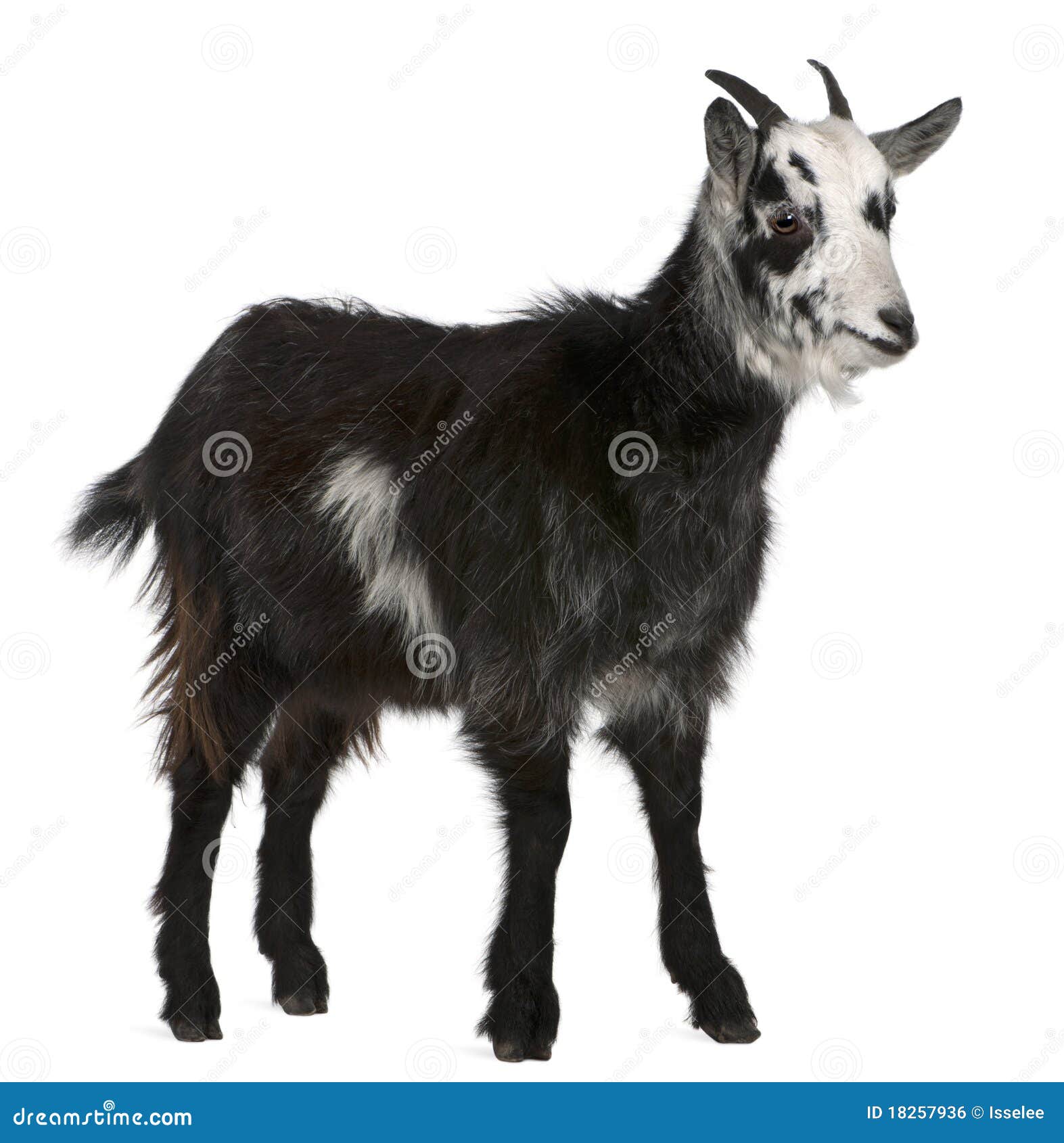 Common Goat from the West of France Stock Photo - Image of black, shot ...