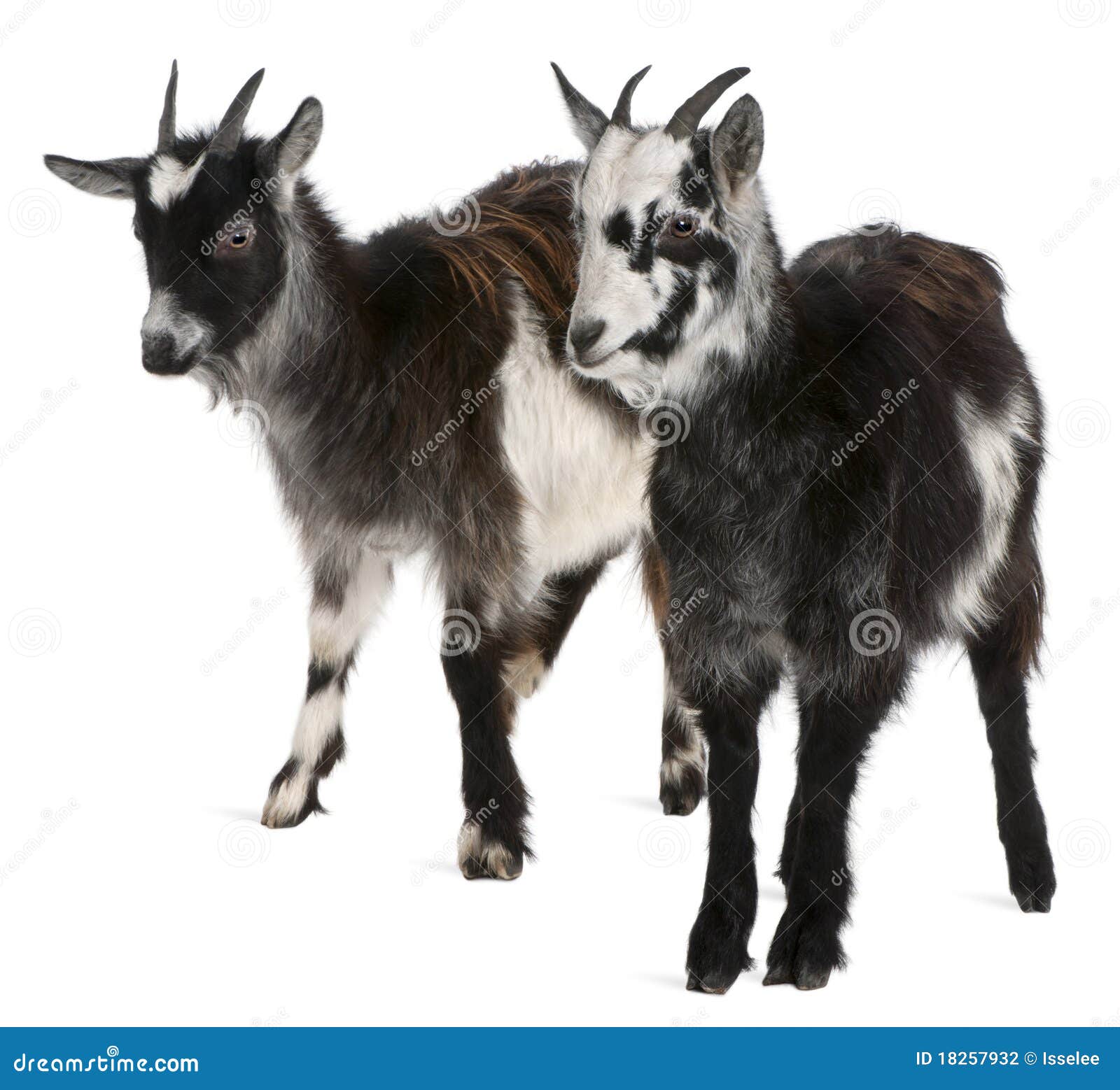 Common Goats from the West of France Stock Photo - Image of farm ...
