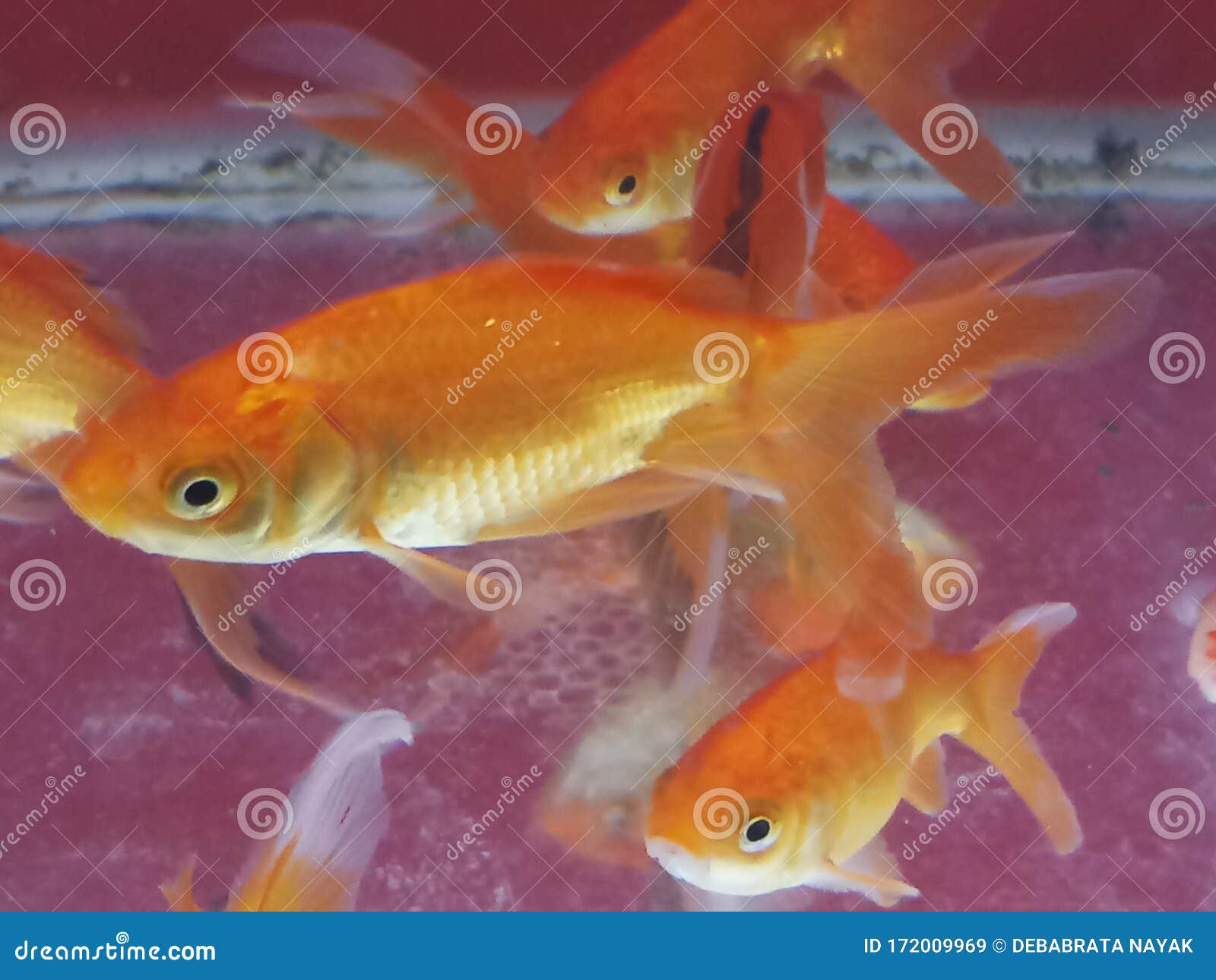 Common gold fish stock image. Image of life, staring - 172009969