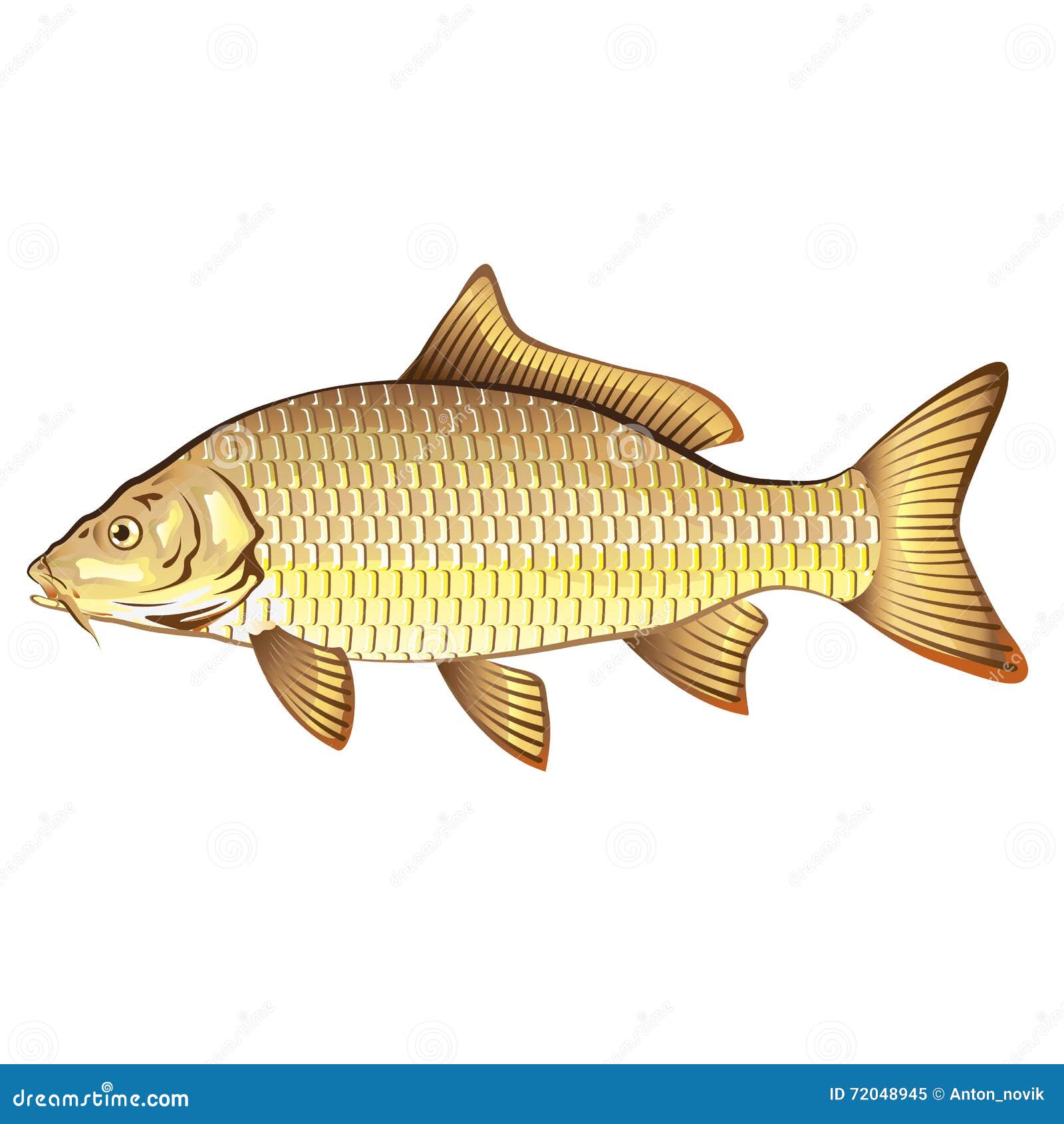 Carp, Vector Cartoon Illustration | CartoonDealer.com #65882899