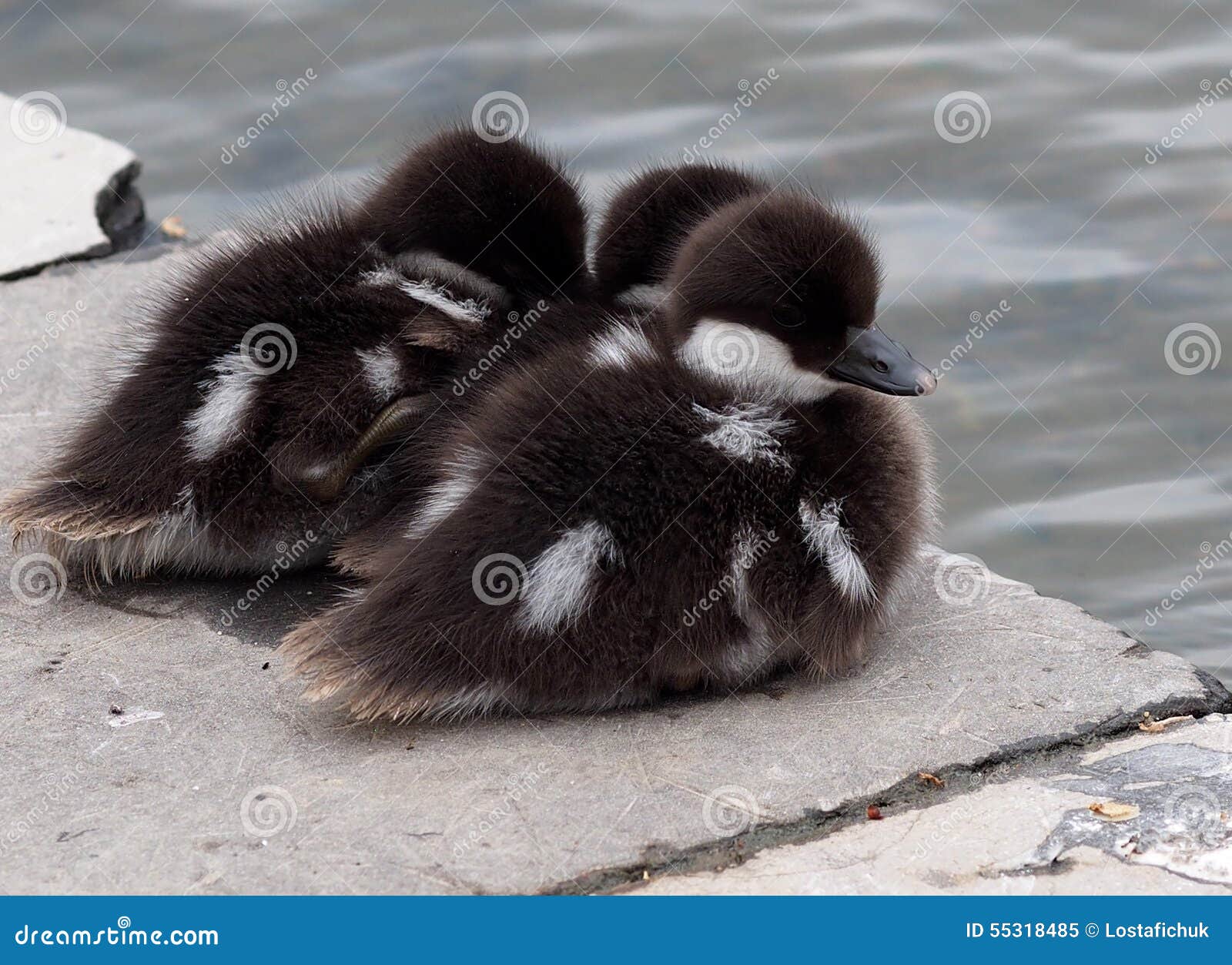 Common Golden Eye Ducklings Stock Image - Image of swimmer, golden ...