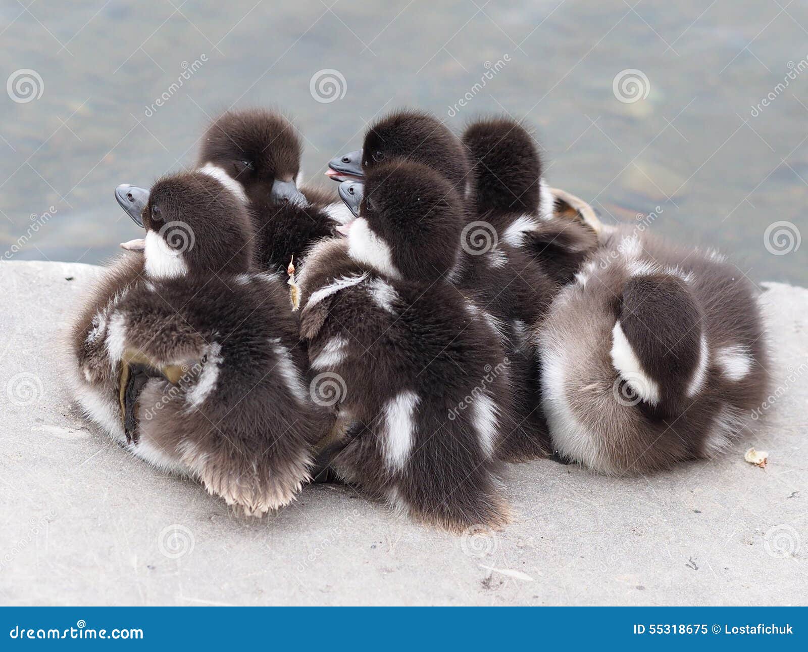 Common Golden Eye Ducklings Stock Image - Image of avian, golden: 55318675