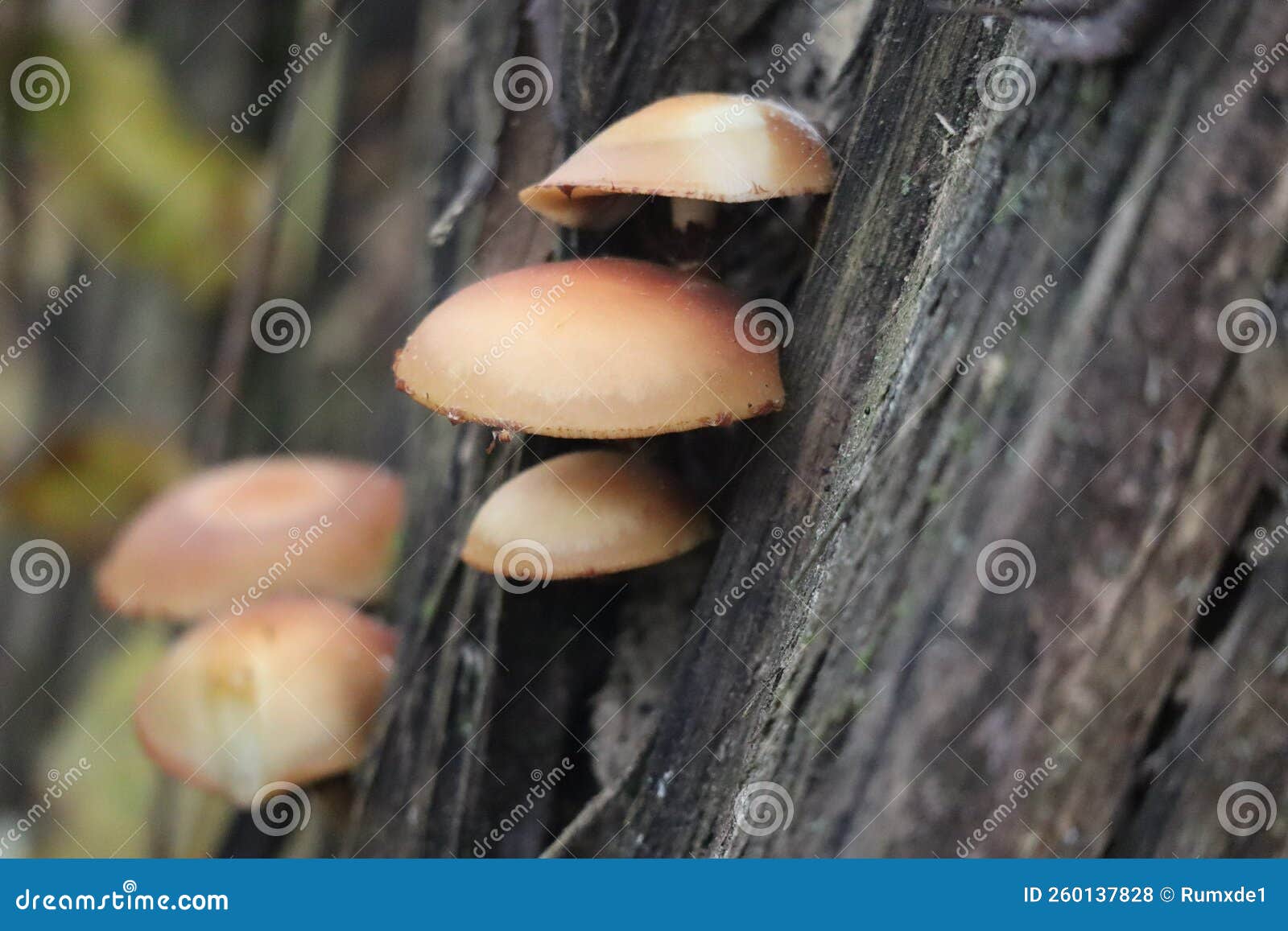 Common Golden Needle Mushroom on the Side of the Tree Stock Photo ...