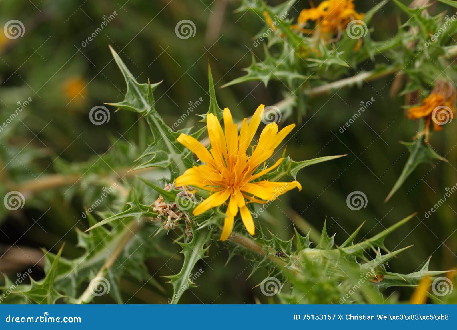 Scolymus Hispanicus Spanish Oyster Thistle Is An Edible Plant Very ...