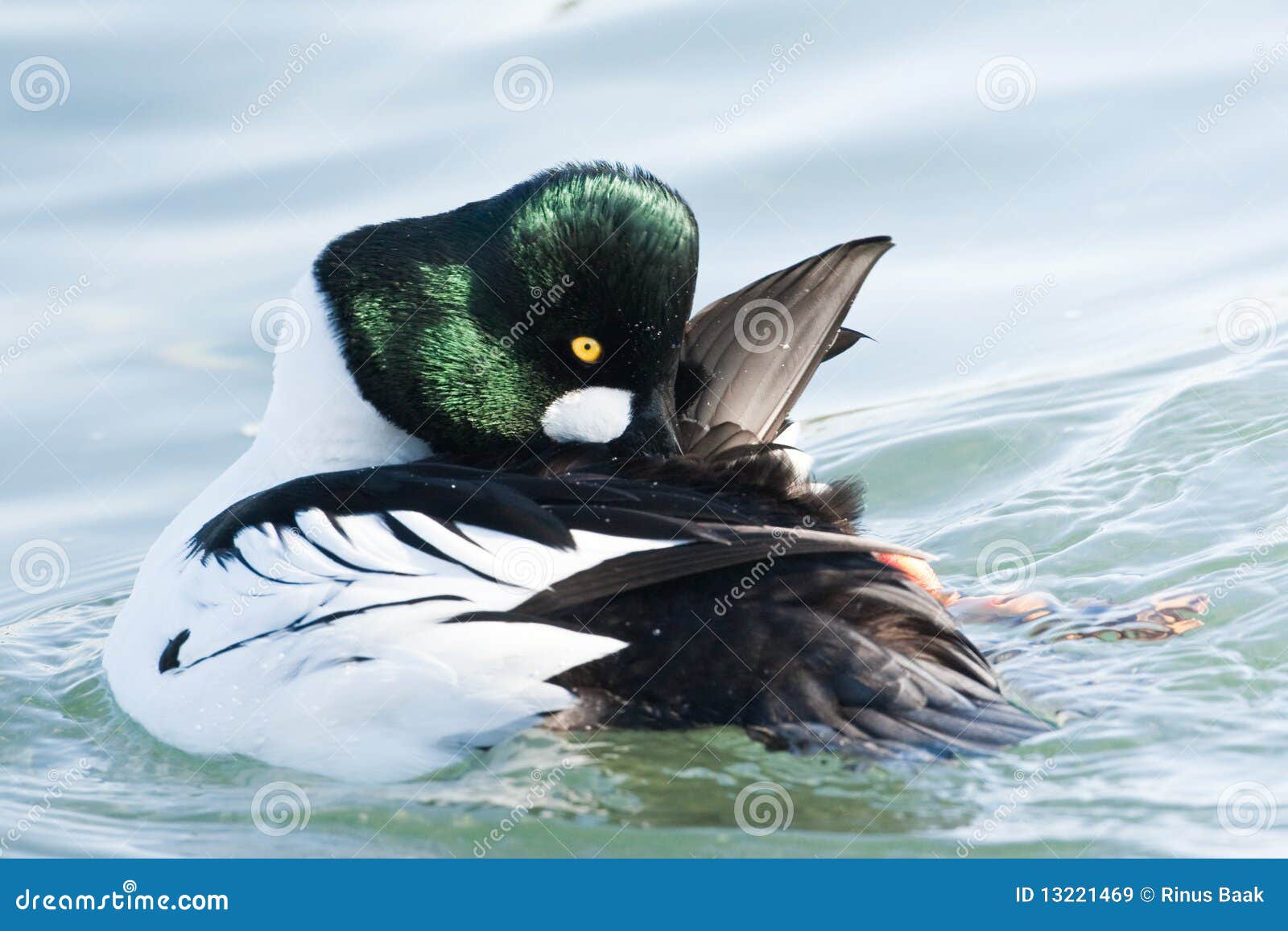 Common Goldeneye stock image. Image of white, preen, animal - 13221469