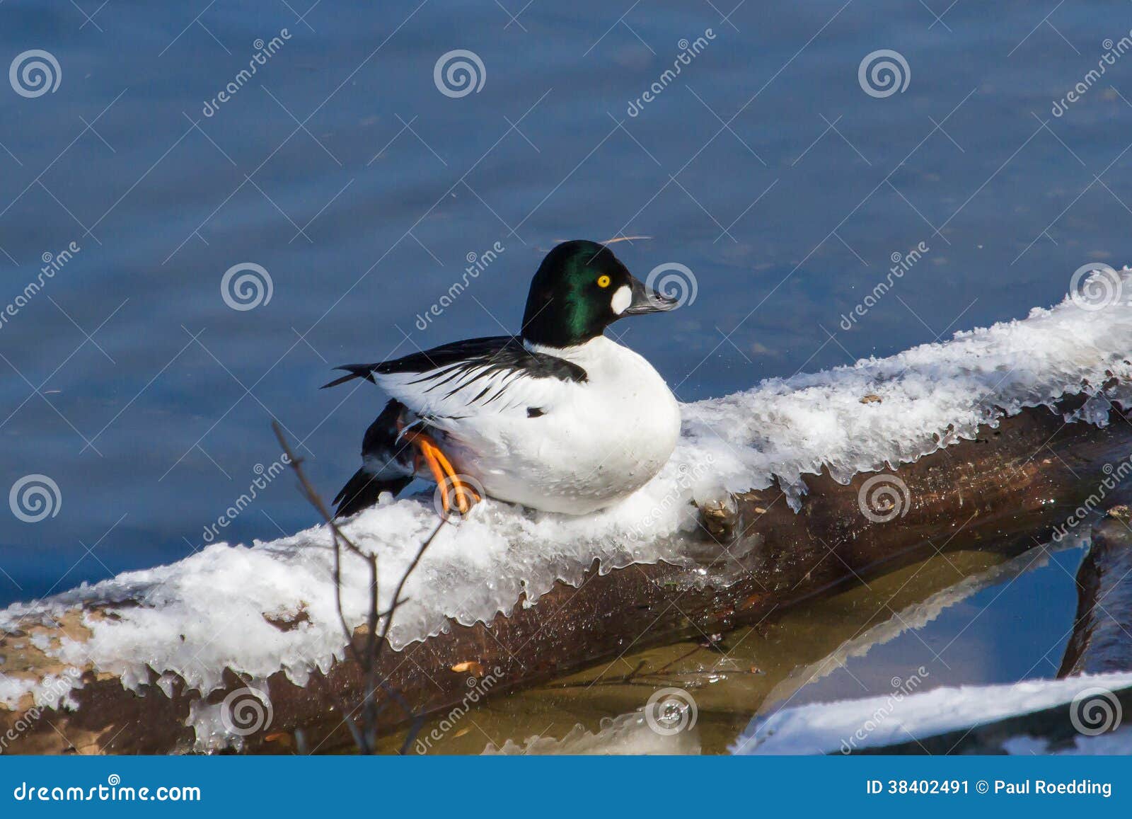 Common Goldeneye stock image. Image of drake, tree, common - 38402491