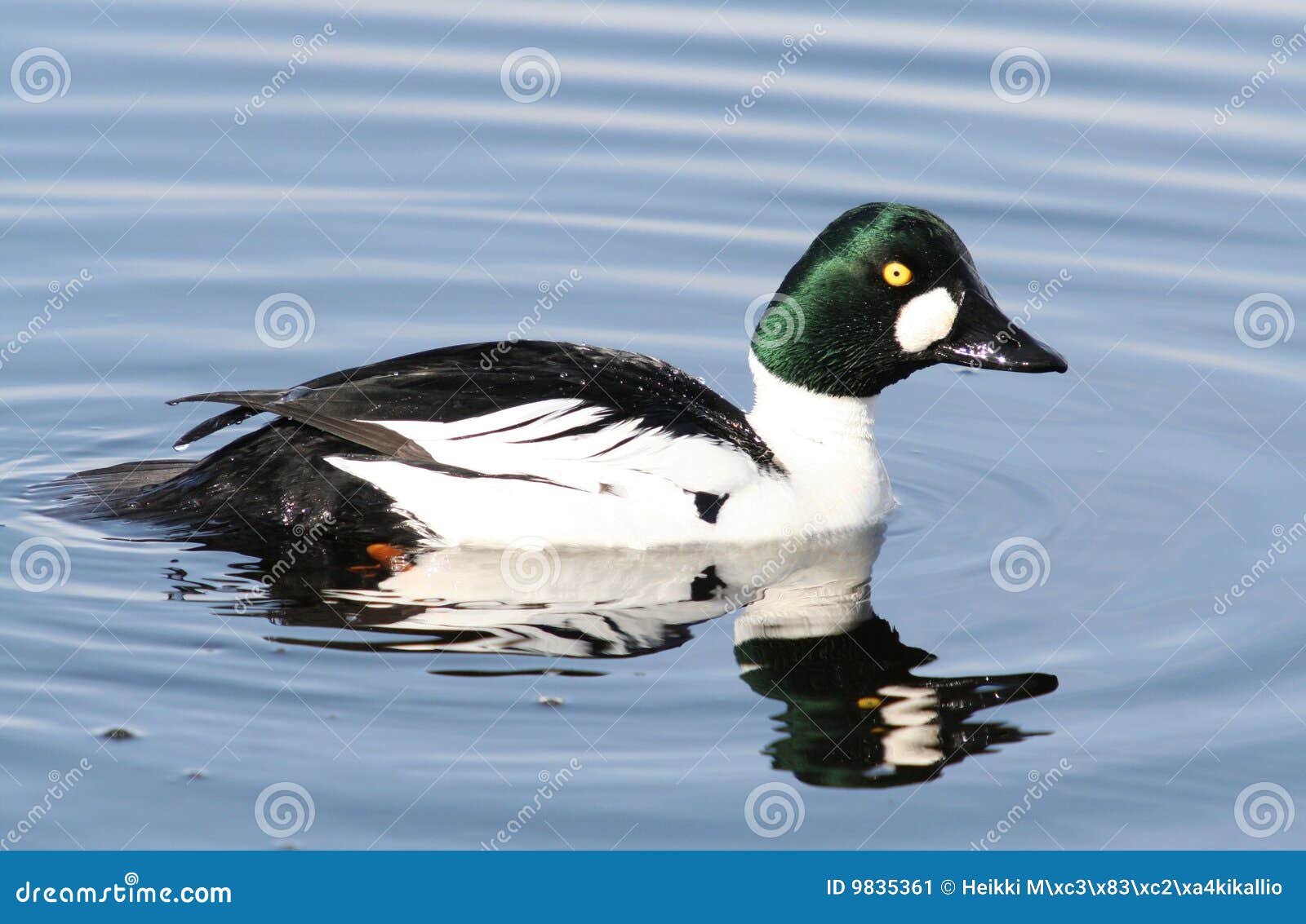 Common Goldeneye stock image. Image of diver, swimming - 9835361