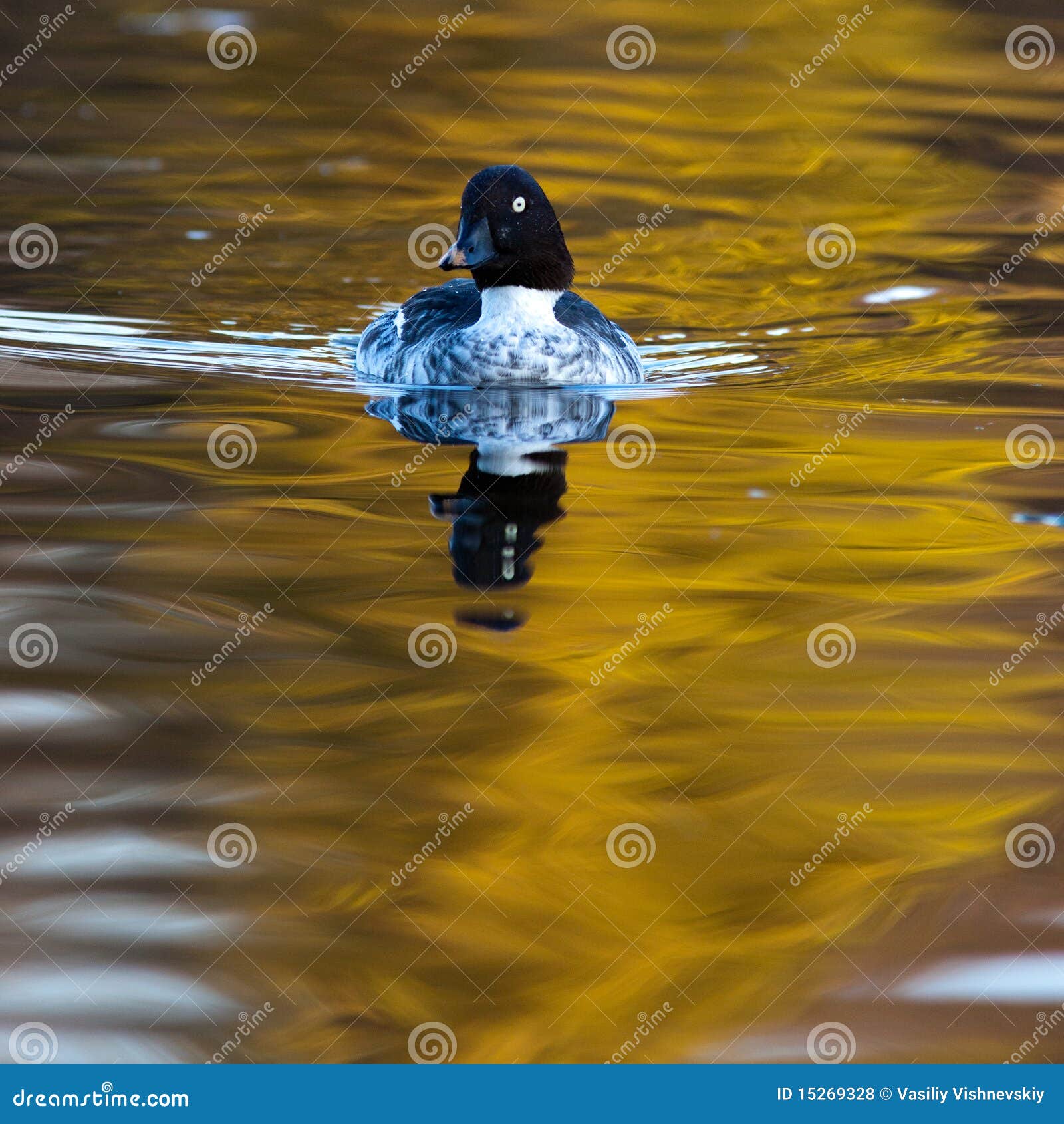 City Bucephala Stock Photos - Free & Royalty-Free Stock Photos from ...