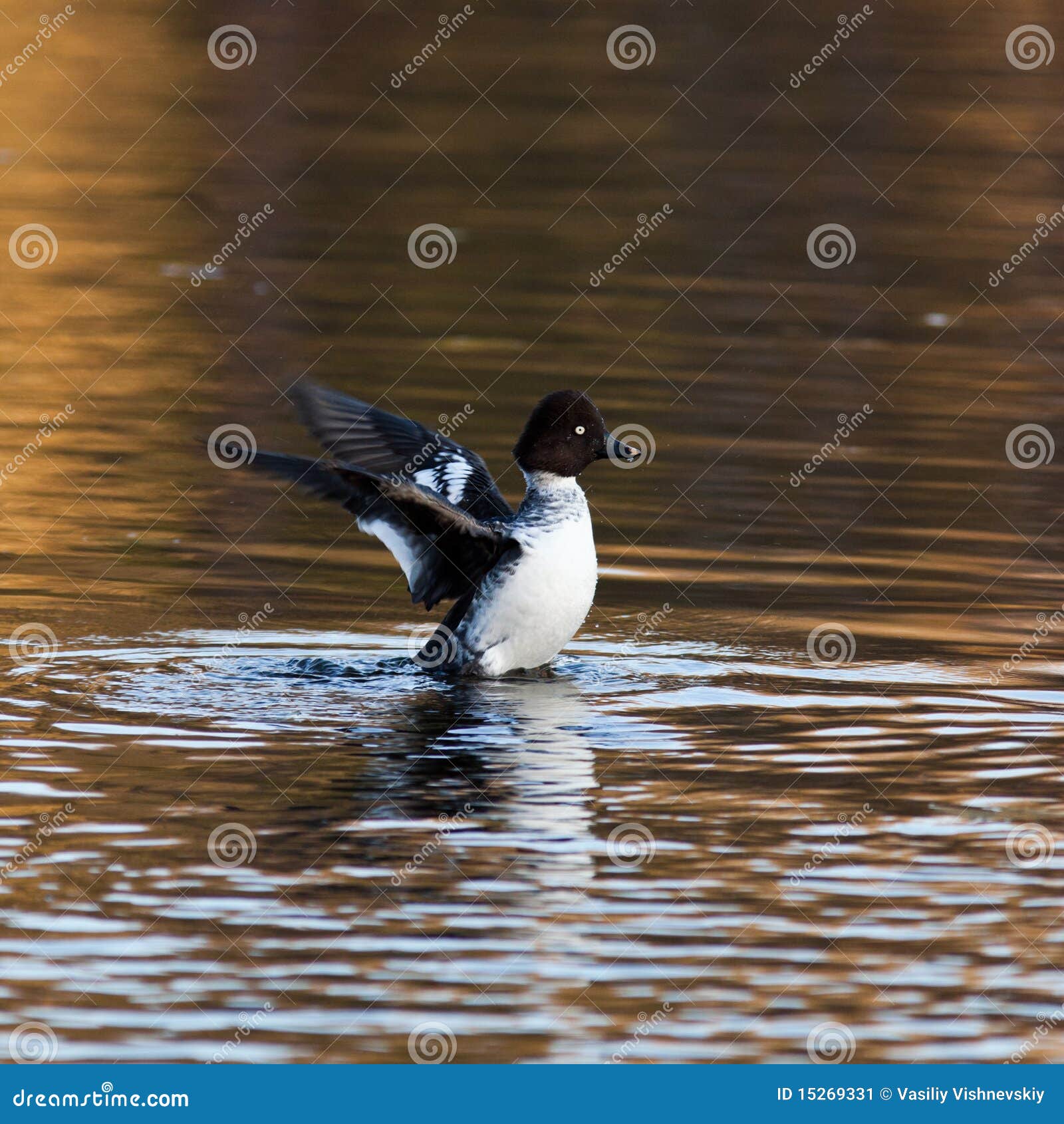 Common Goldeneye, Bucephala Clangula Stock Image - Image of water ...