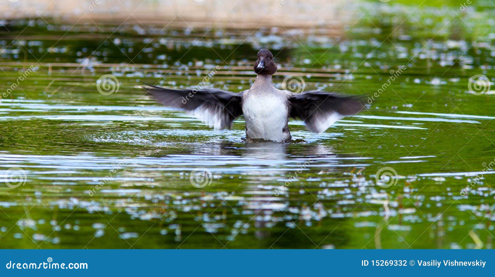 Common Goldeneye, Bucephala Clangula Stock Photo - Image of wild ...