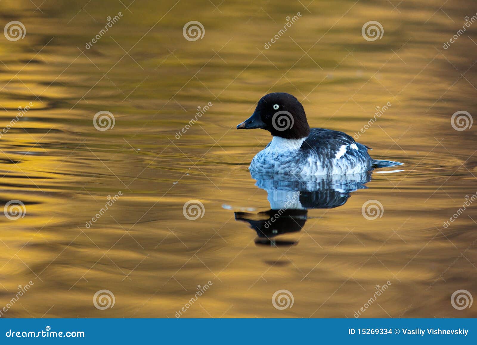 Common Goldeneye, Bucephala Clangula Stock Photo - Image of waterscape ...
