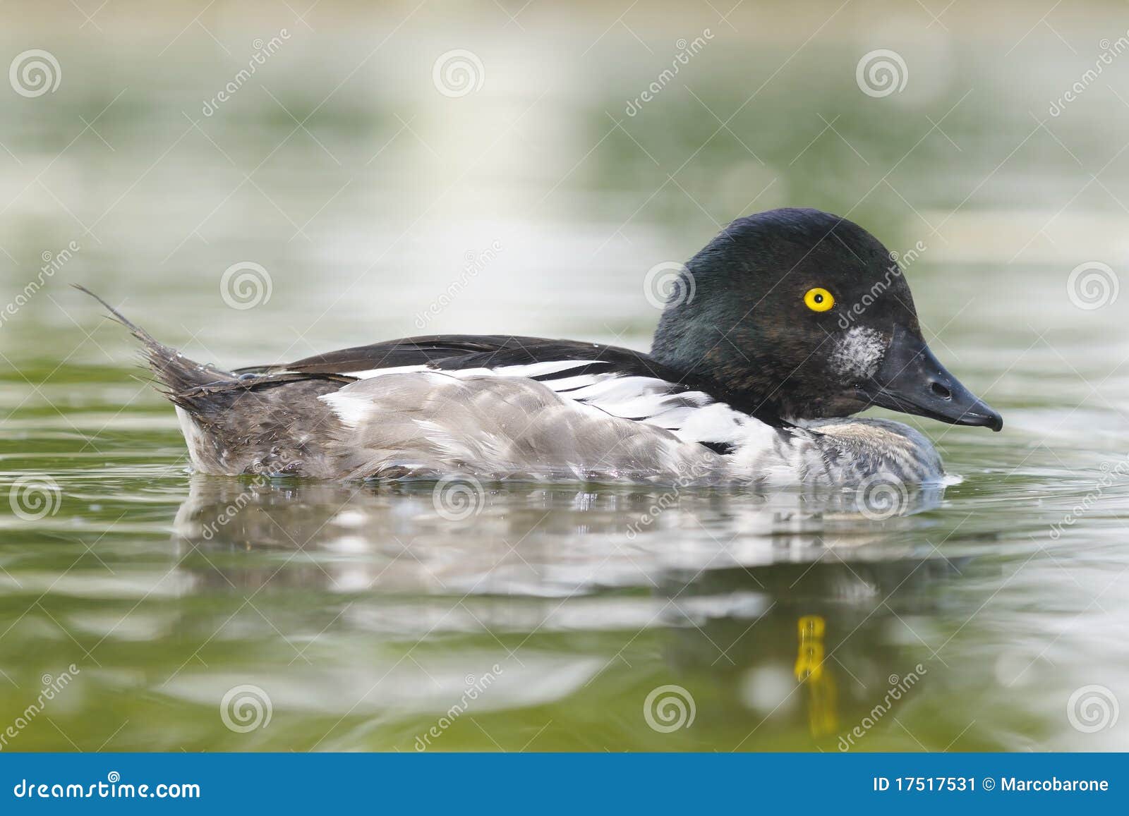 Common Goldeneye , Bucephala Clangula Stock Image - Image of birds ...