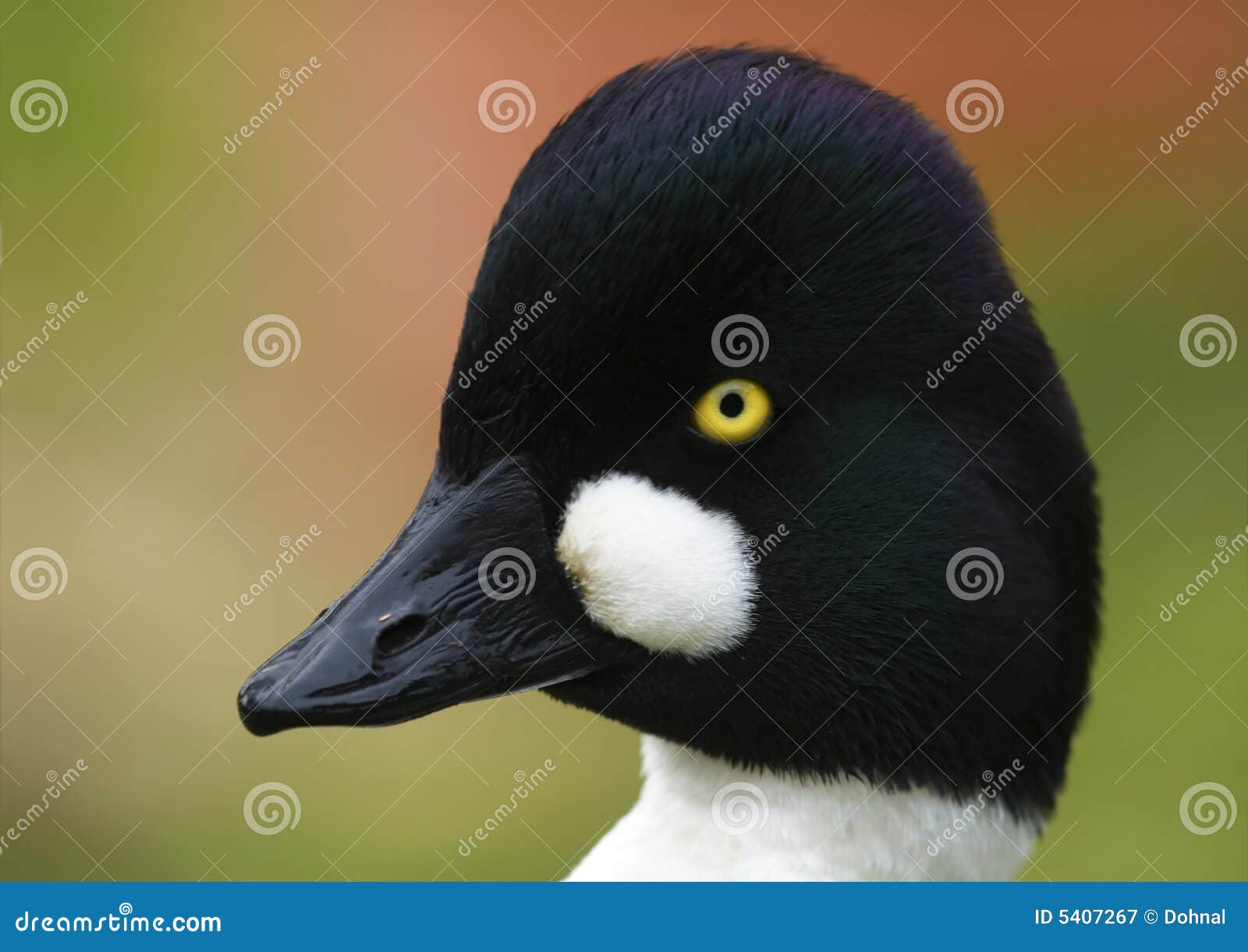Common Goldeneye (Bucephala Clangula) Stock Image - Image of beauty ...