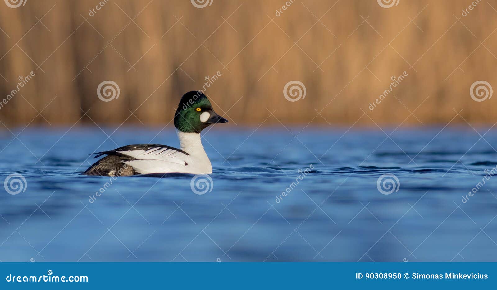 Common Goldeneye - Bucephala Clangula - Male Stock Photo - Image of ...