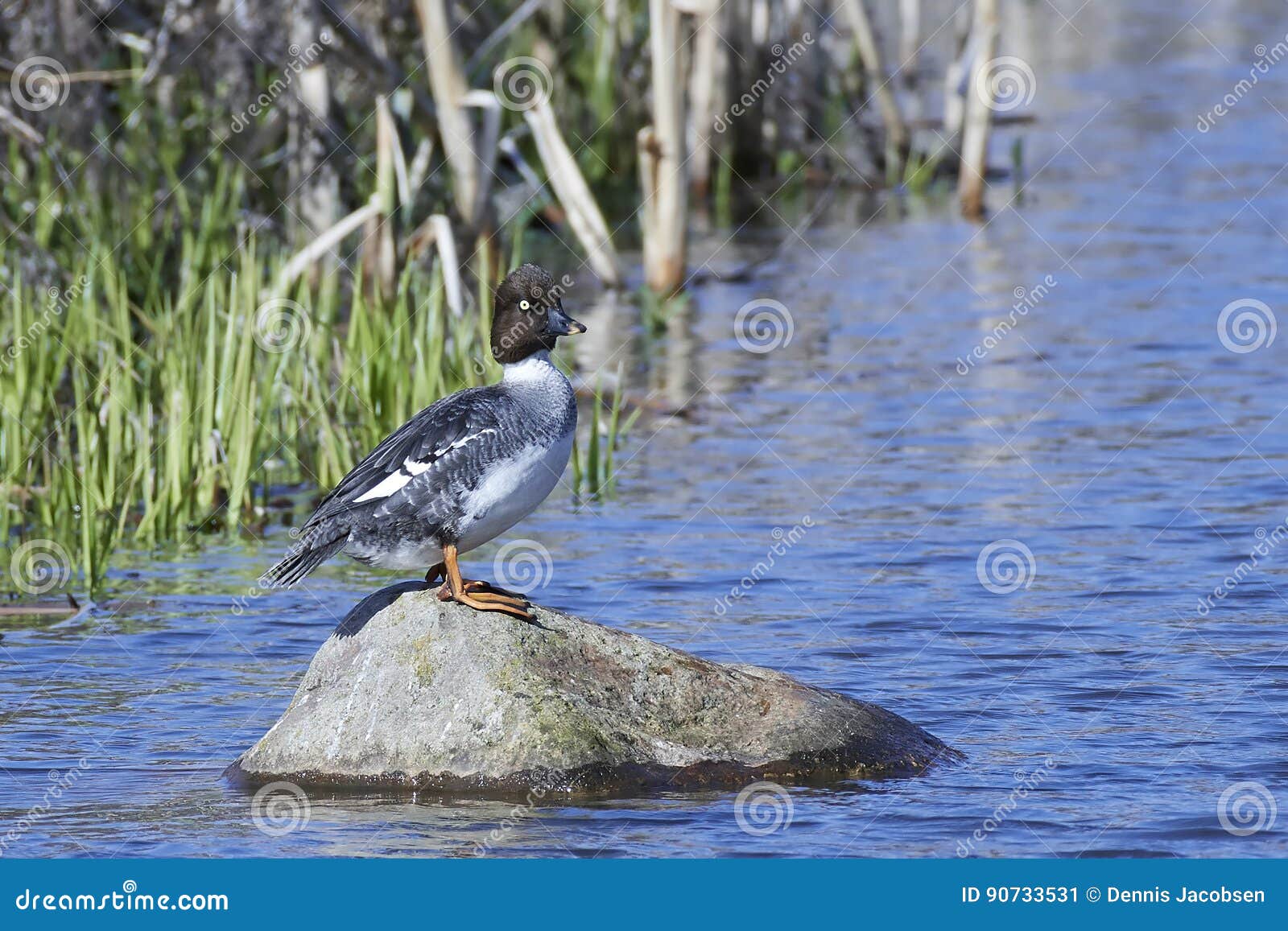 Common Goldeneye Bucephala Clangula Stock Image - Image of bird, animal ...