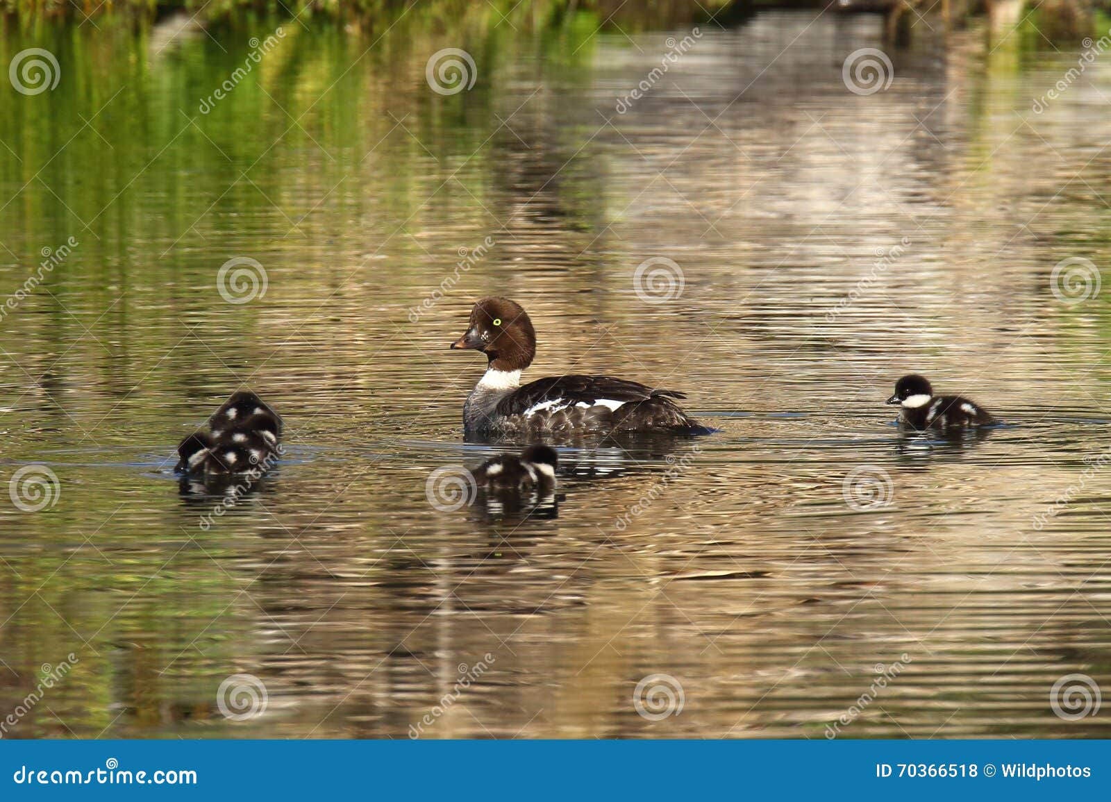 Common Goldeneye stock photo. Image of pond, female, biodiversity ...