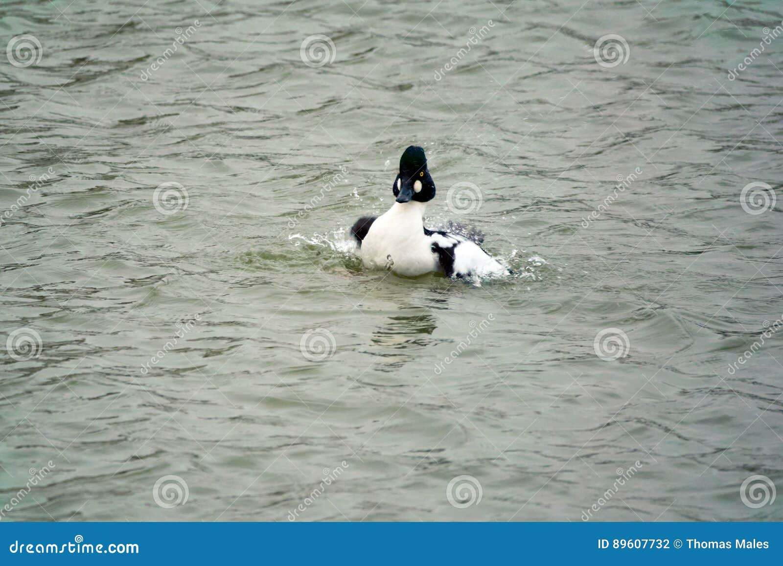 Common Goldeneye Drake stock photo. Image of common, drake - 89607732