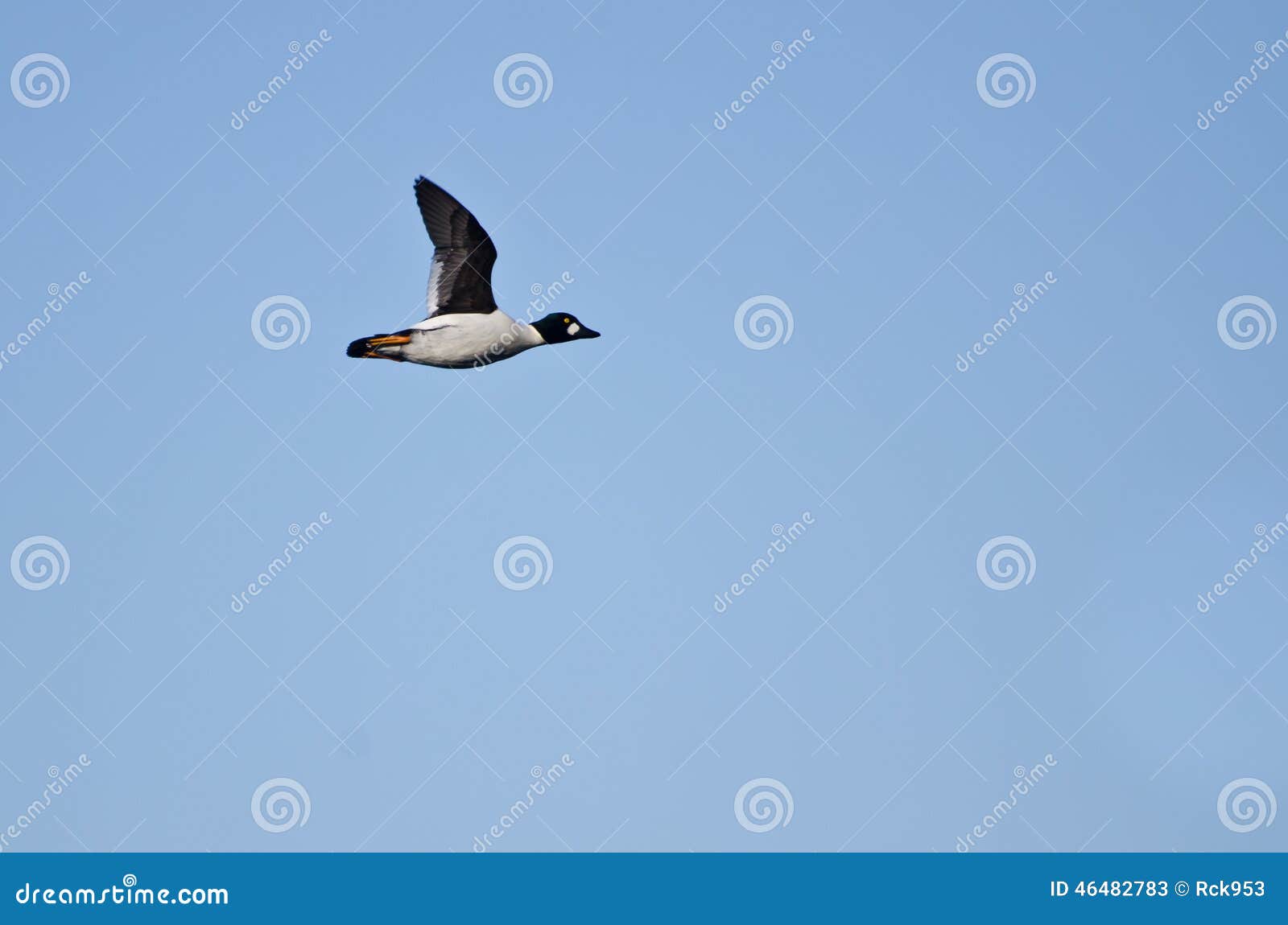 Common Goldeneye Duck Flying in a Blue Sky Stock Image - Image of wing ...