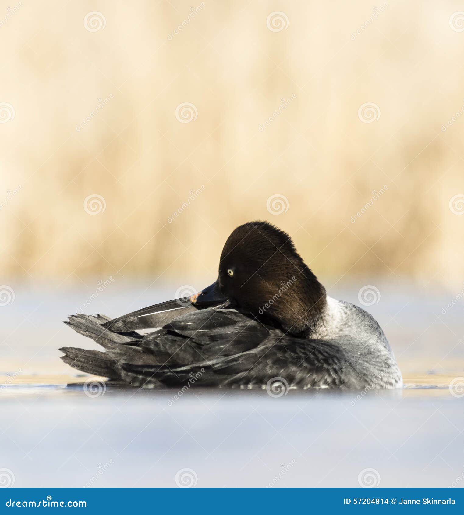 Common Goldeneye stock photo. Image of common, feather - 57204814
