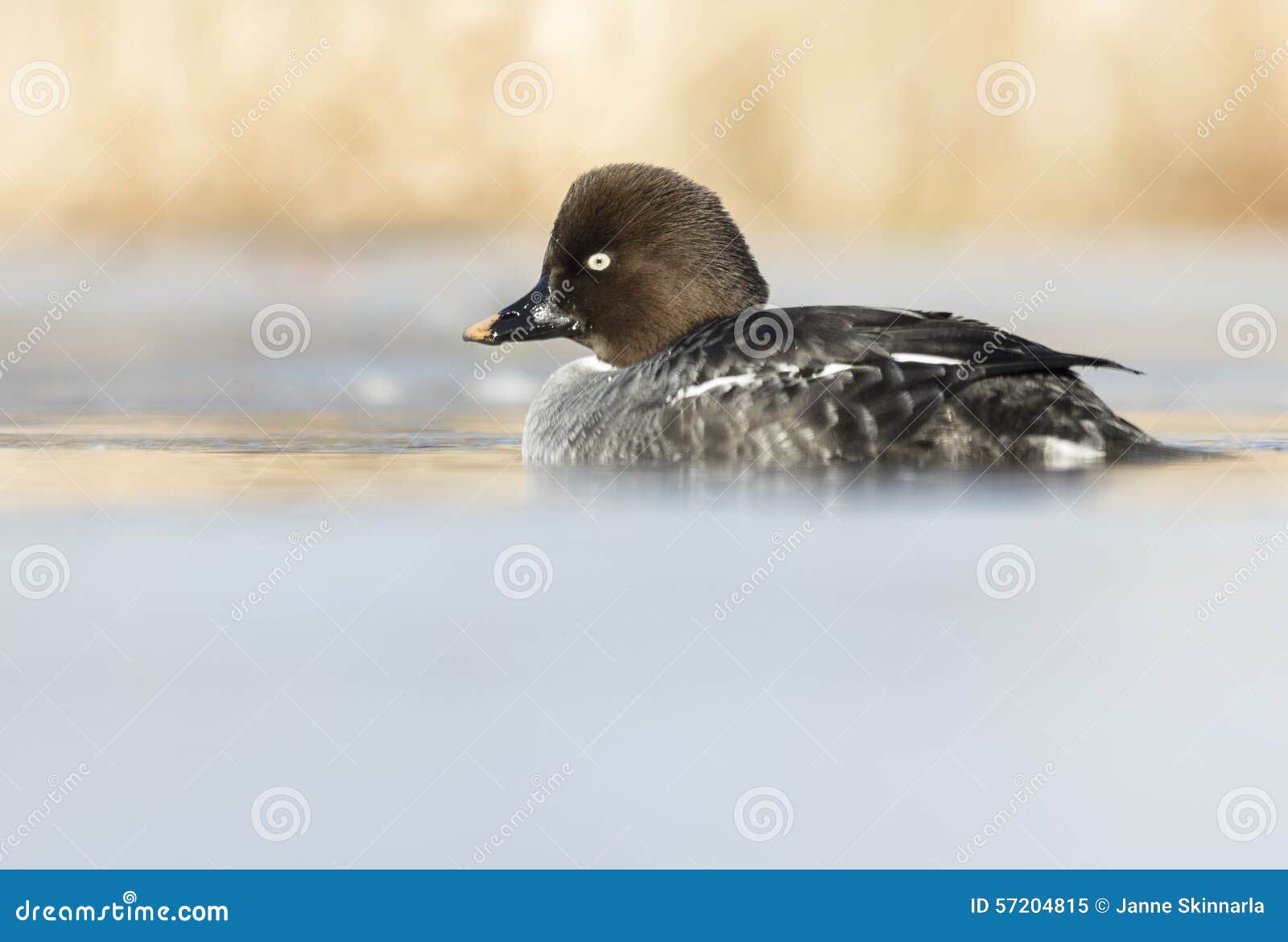 Common Goldeneye stock image. Image of lake, female, common - 57204815